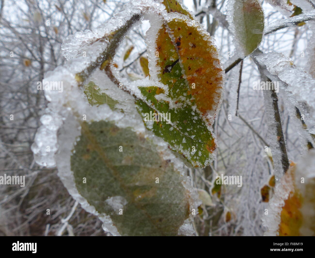 Ice covered leaf hi-res stock photography and images - Alamy