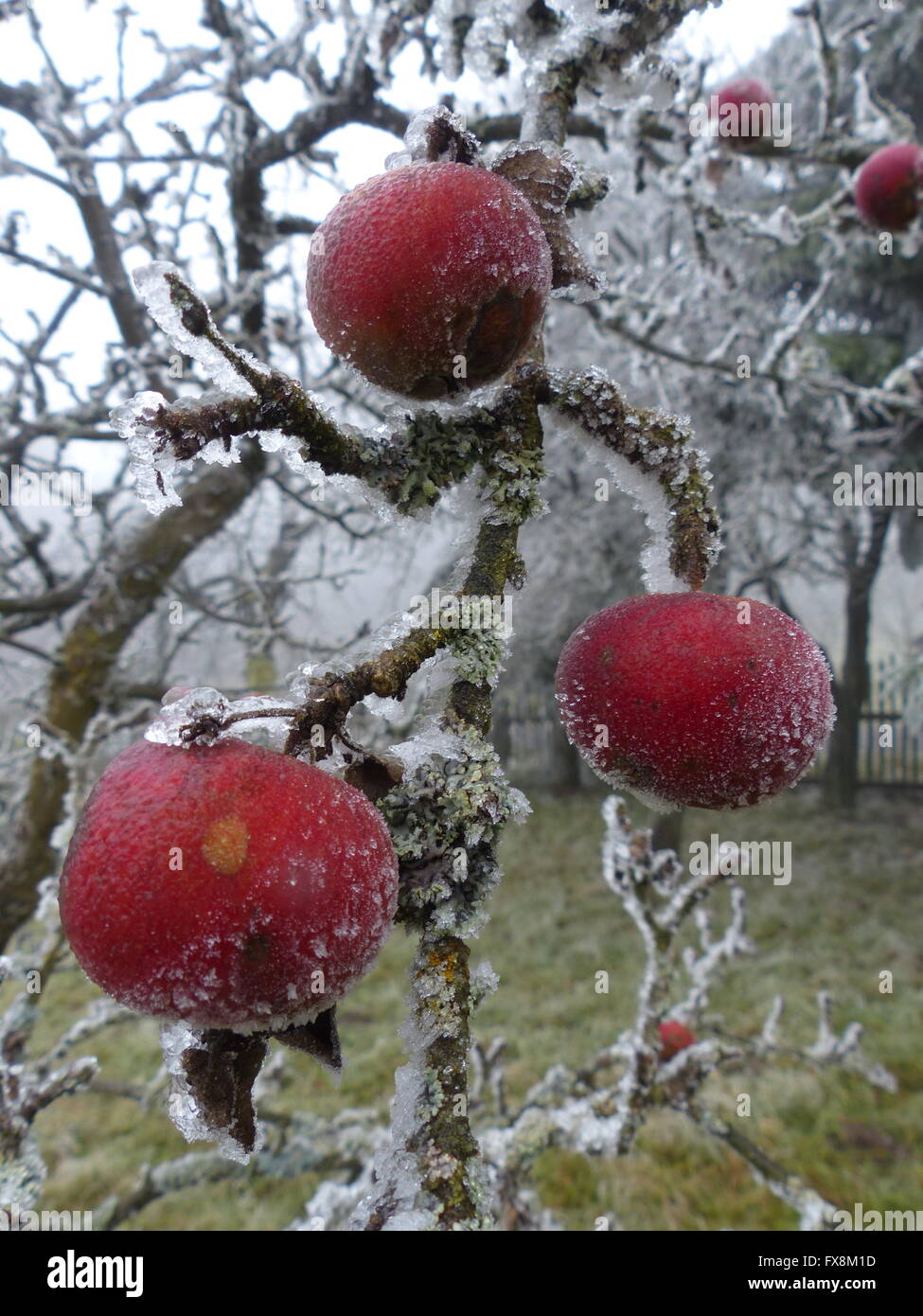 Apple tree covered by ice Stock Photo - Alamy