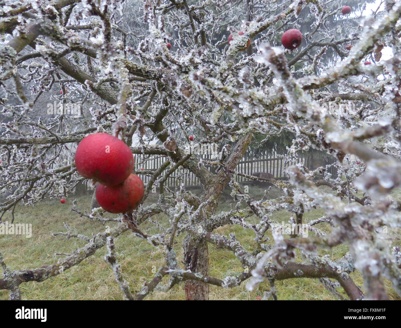 Apple tree covered by ice Stock Photo - Alamy
