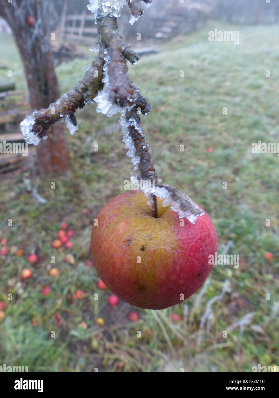 Heavy apple tree hi-res stock photography and images - Alamy