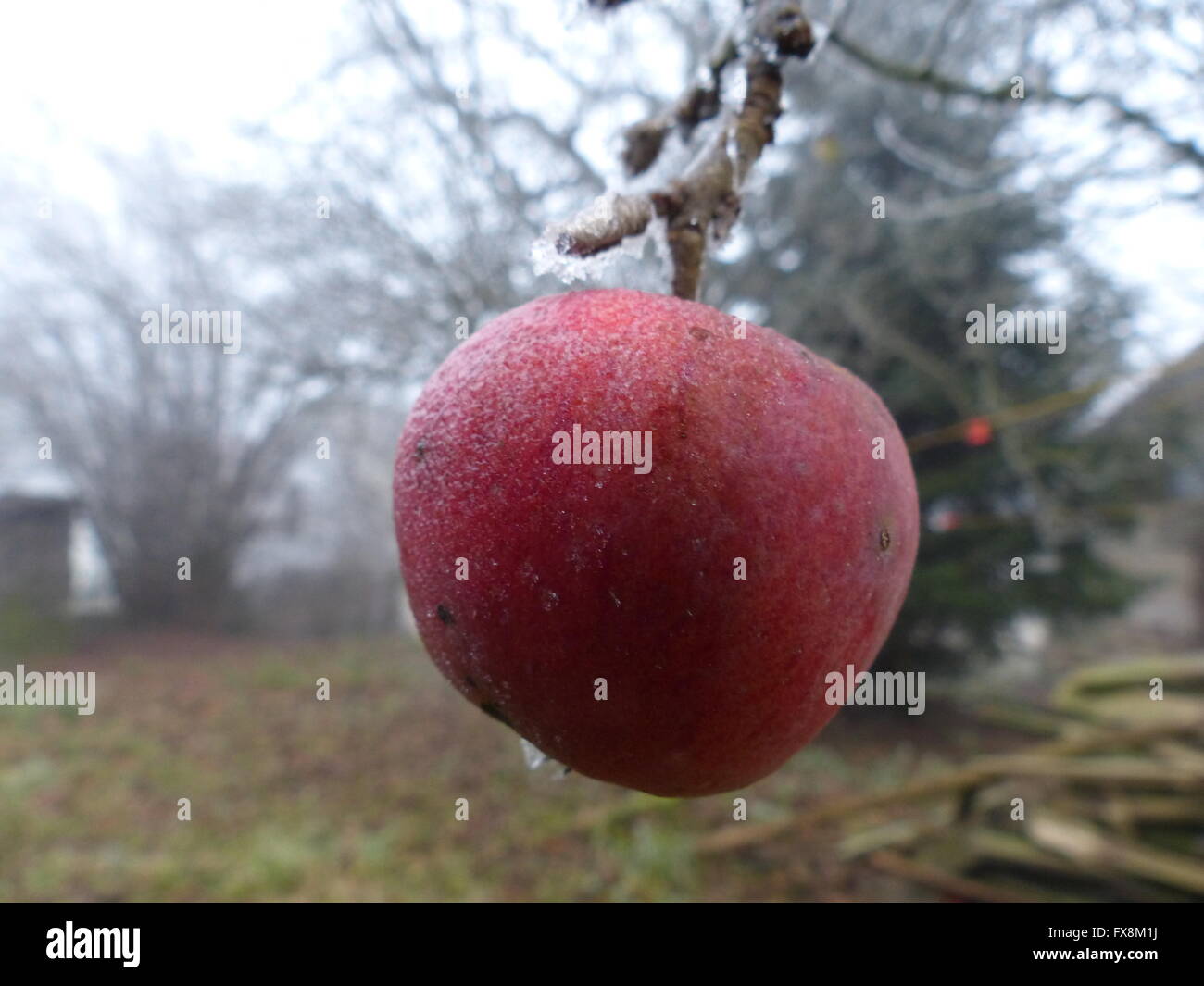 Apple tree covered by ice Stock Photo - Alamy