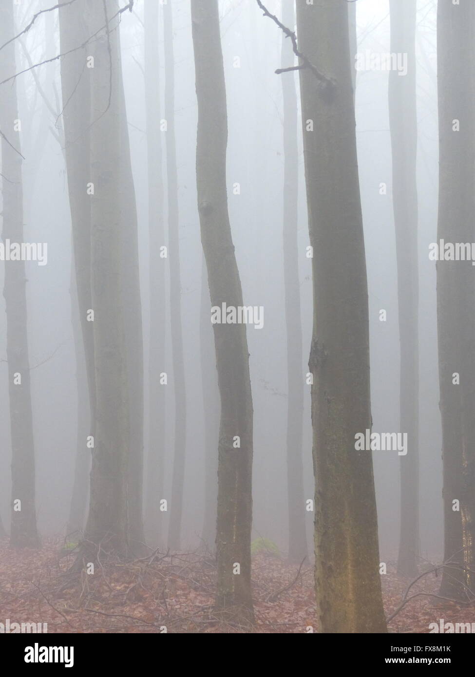 Beech forest in fog Stock Photo - Alamy