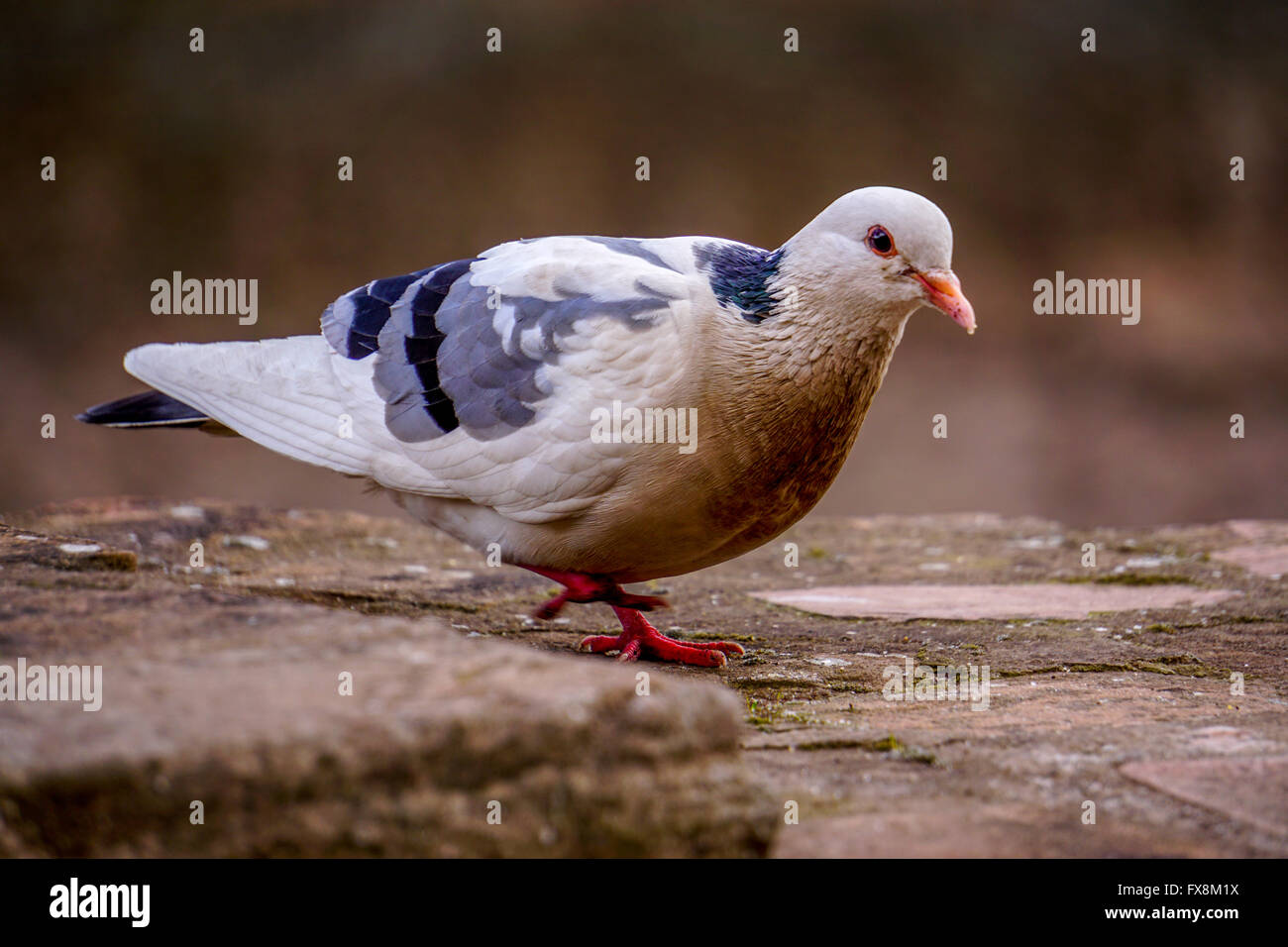 White Feral Pigeon (Columba Livia Stock Photo - Alamy