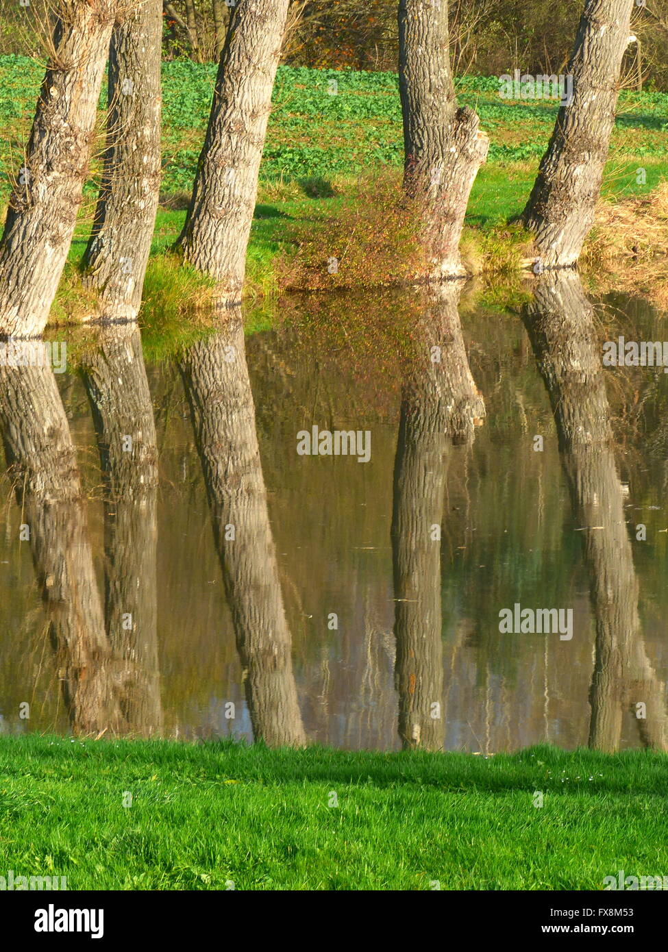 Calm trees hi-res stock photography and images - Alamy