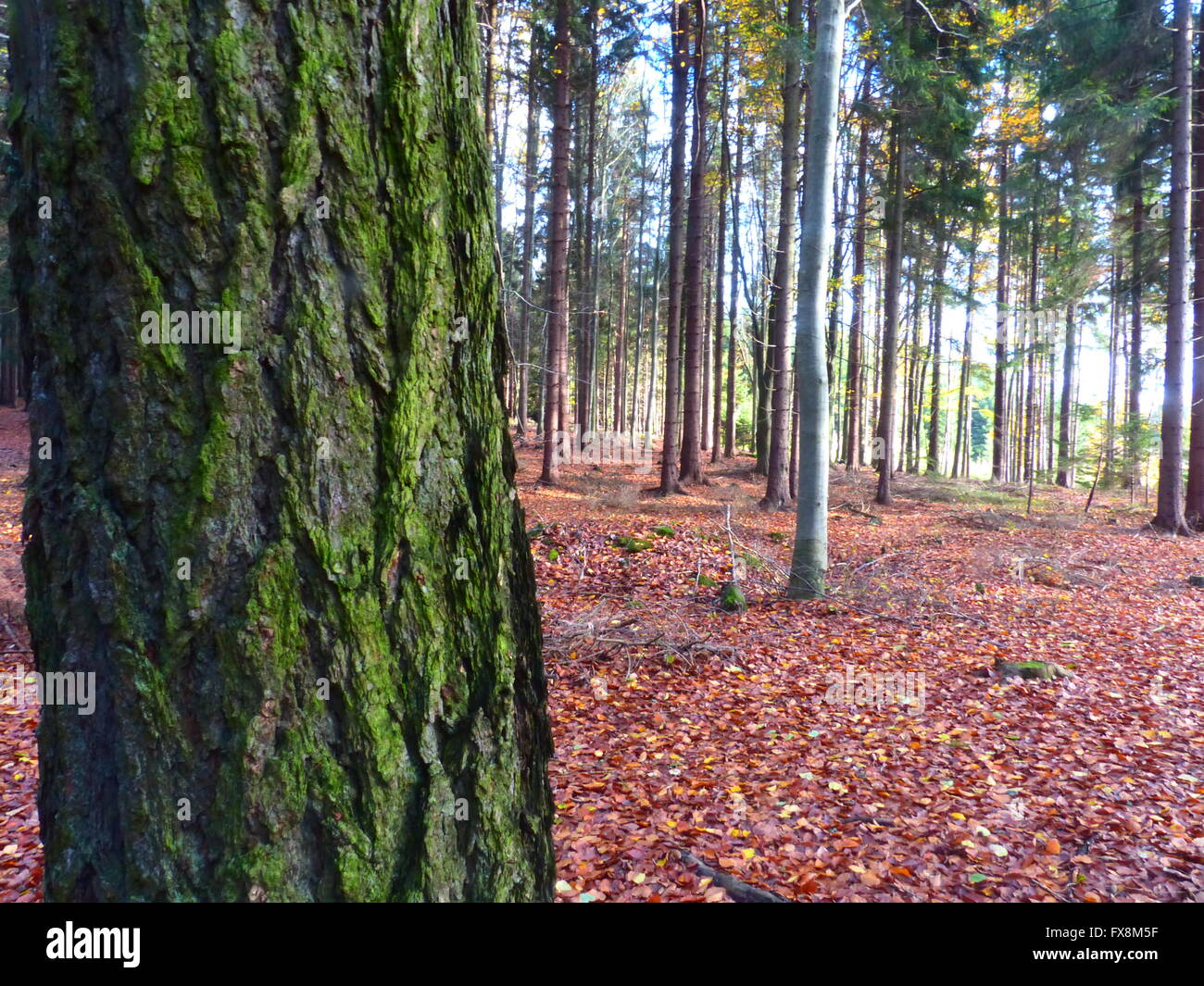 Trees in forest with green coloured bark due to moss colouring Stock ...