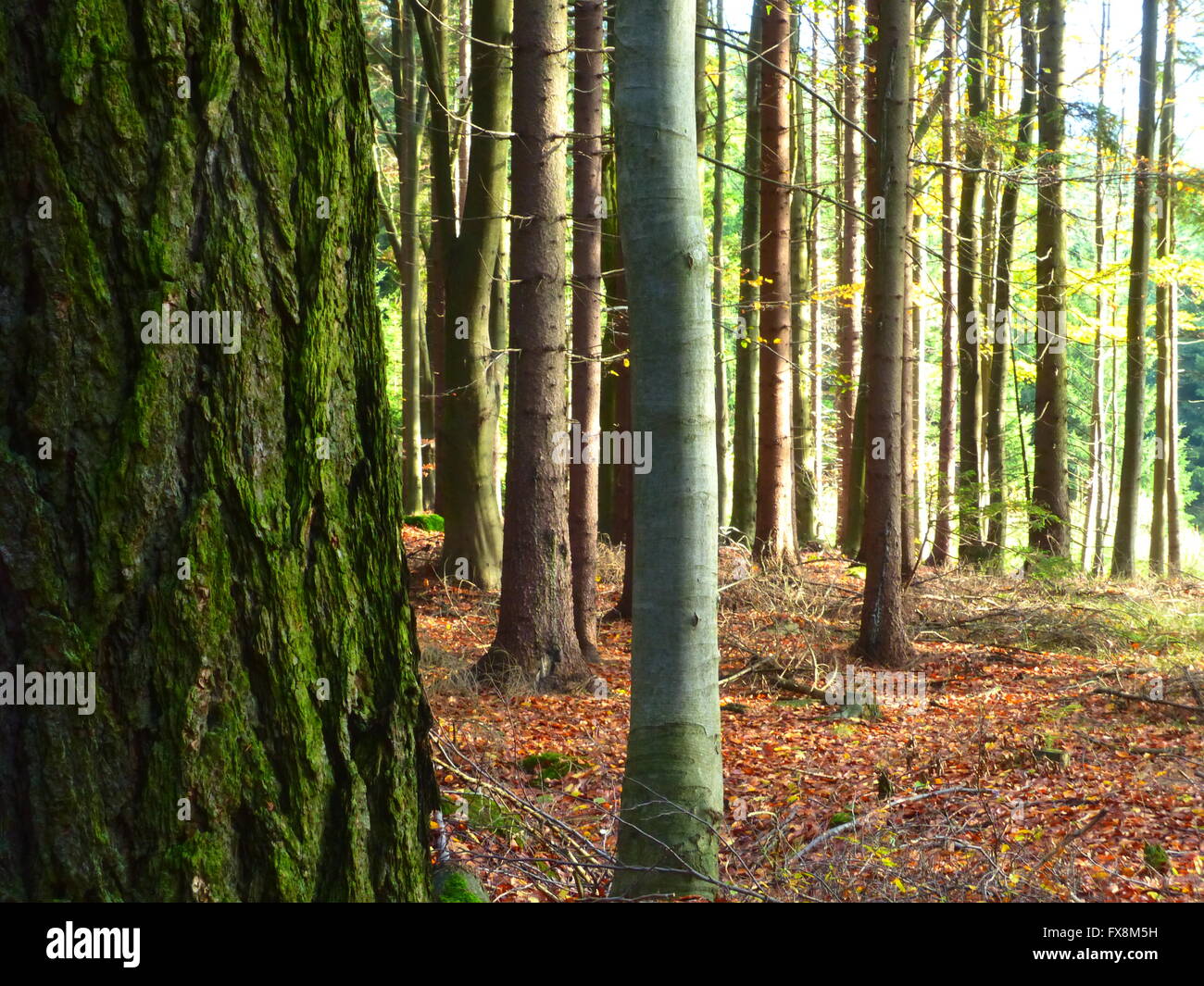 Trees in forest with green coloured bark due to moss colouring Stock ...