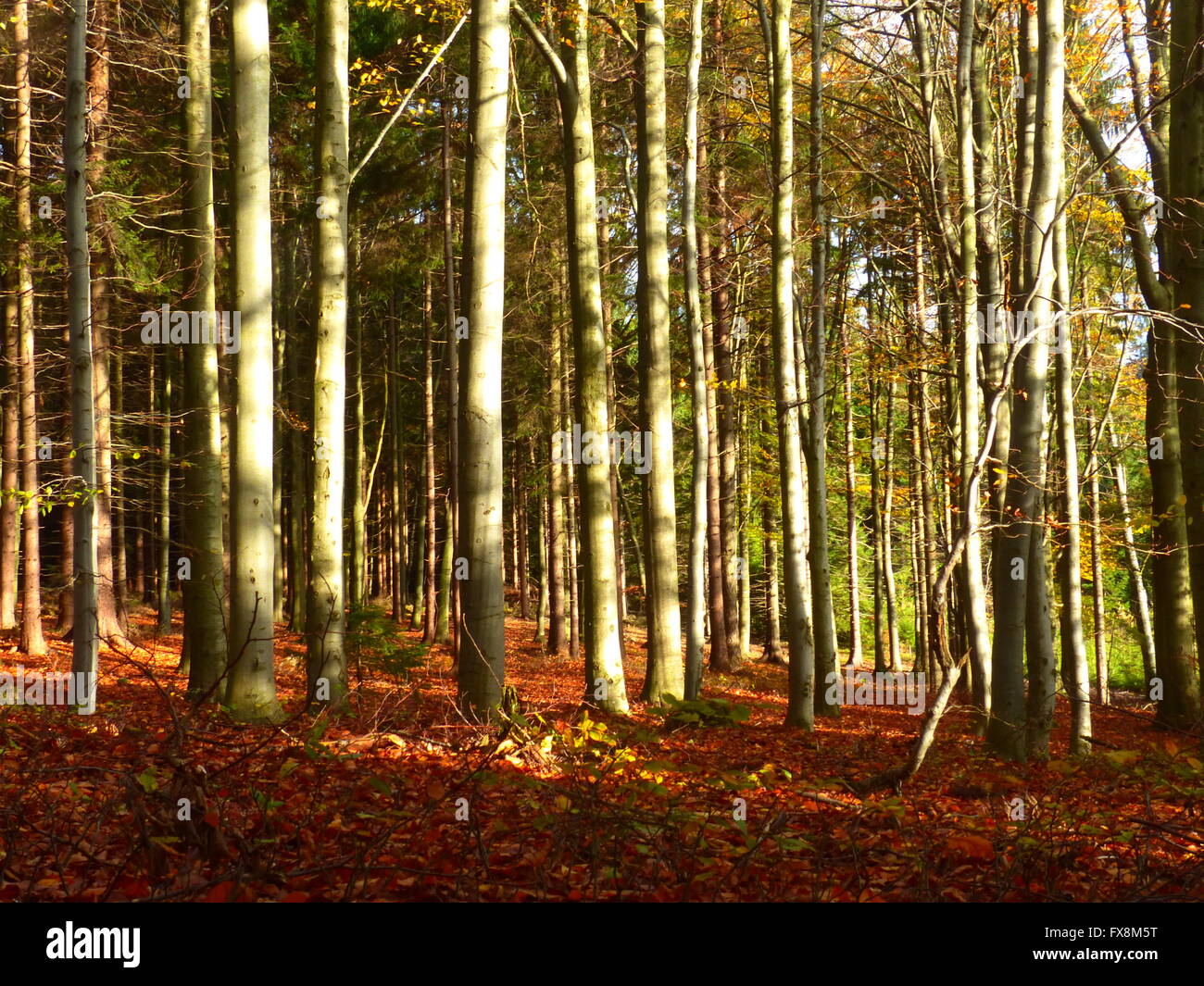 Hard beech hi-res stock photography and images - Alamy