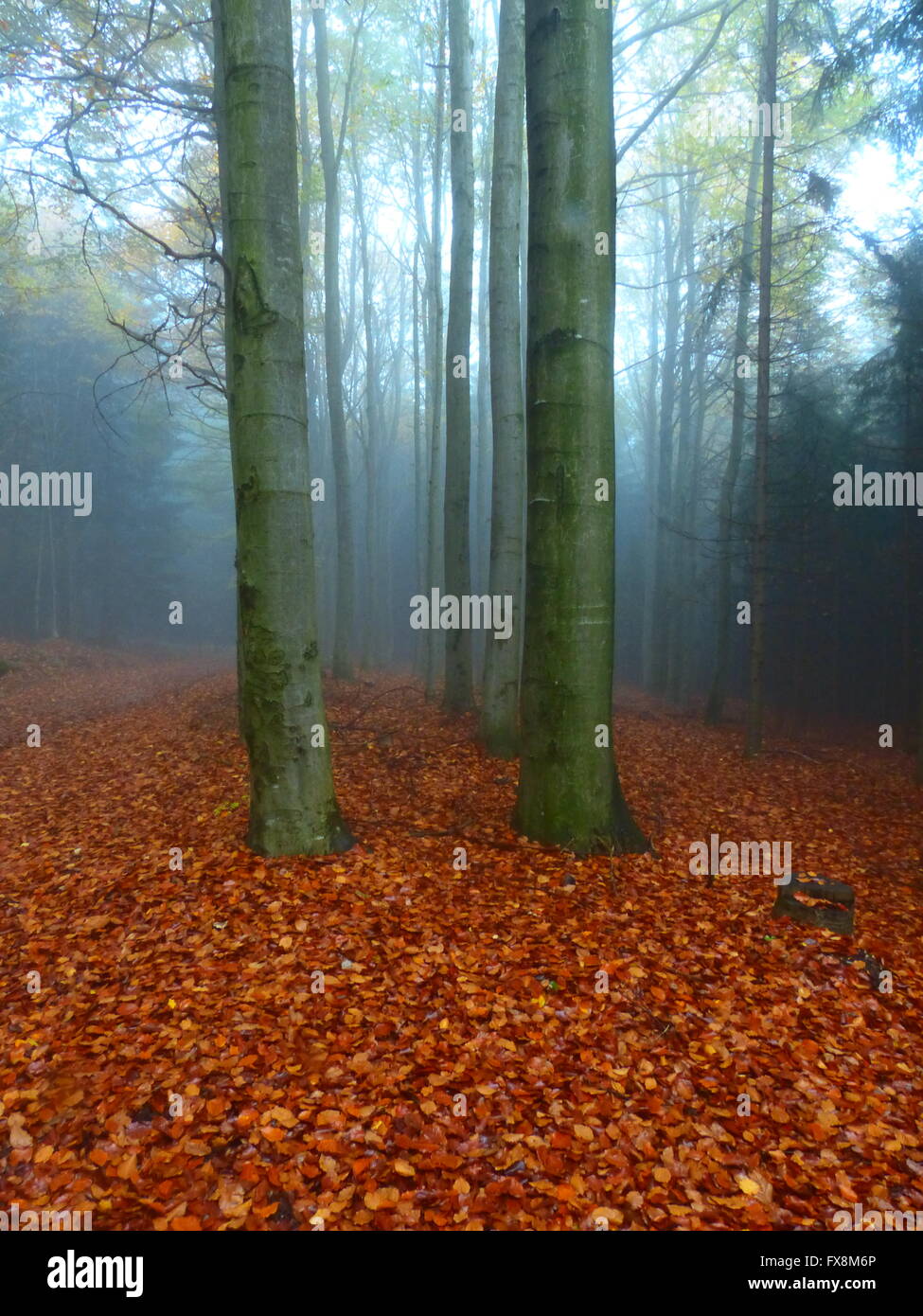 Beech forest with fog Stock Photo - Alamy