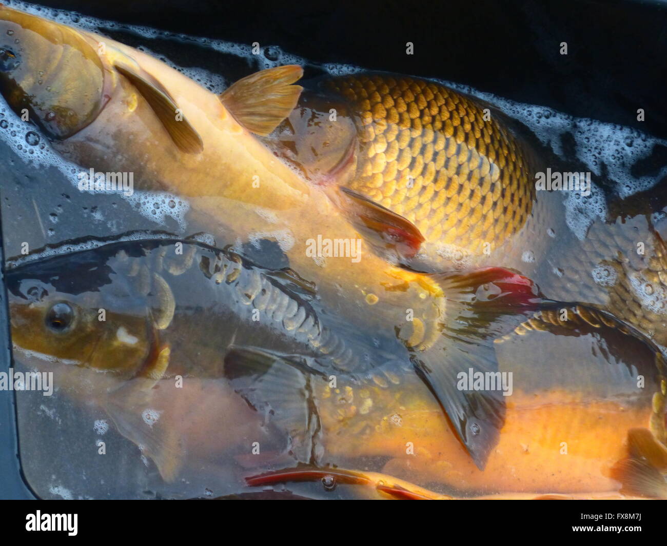 Sorting carp fish for Christmas market. Breaded carp is a popular ...