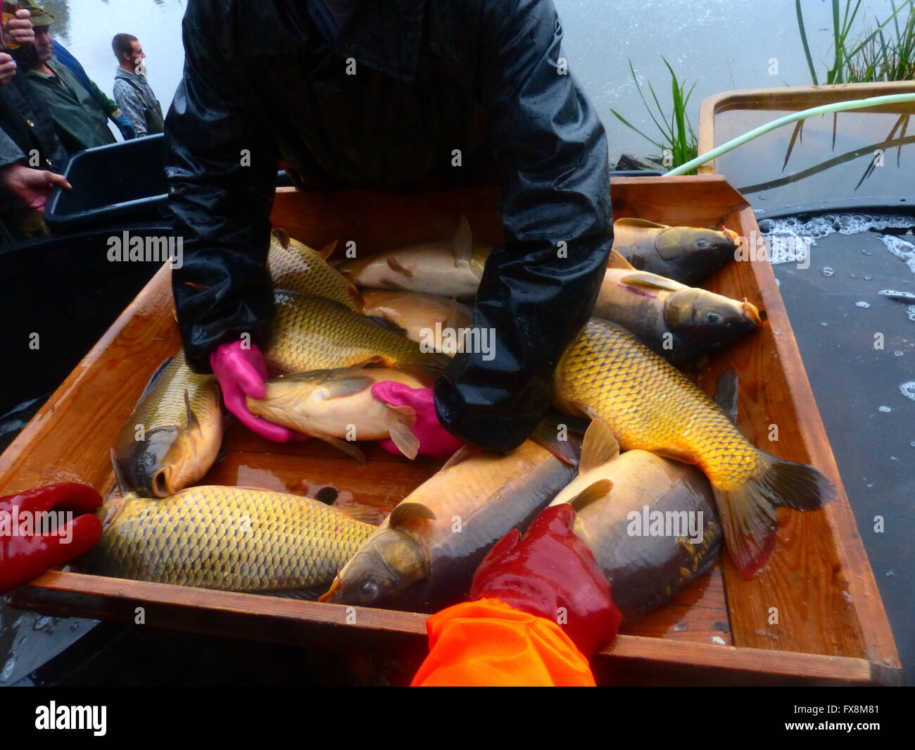 Czech carp hi-res stock photography and images - Alamy