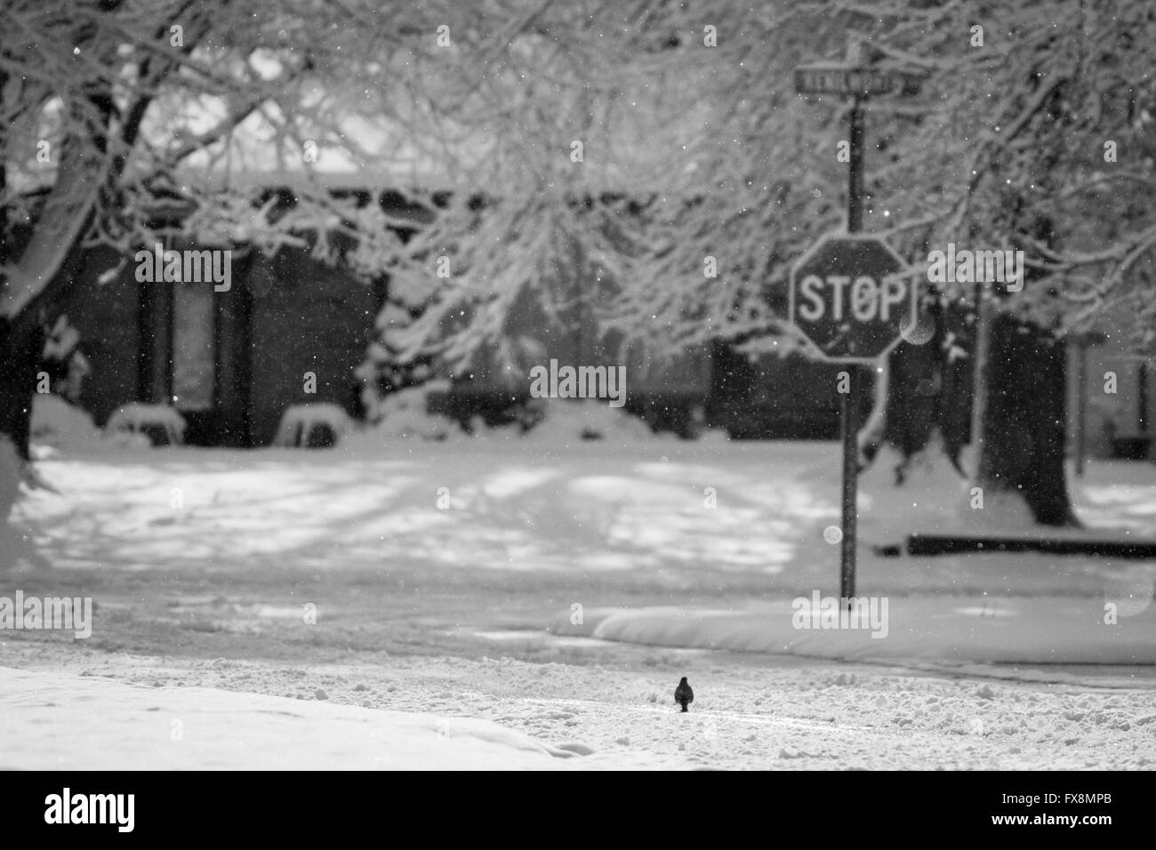 Bird at Stop Sign Stock Photo - Alamy