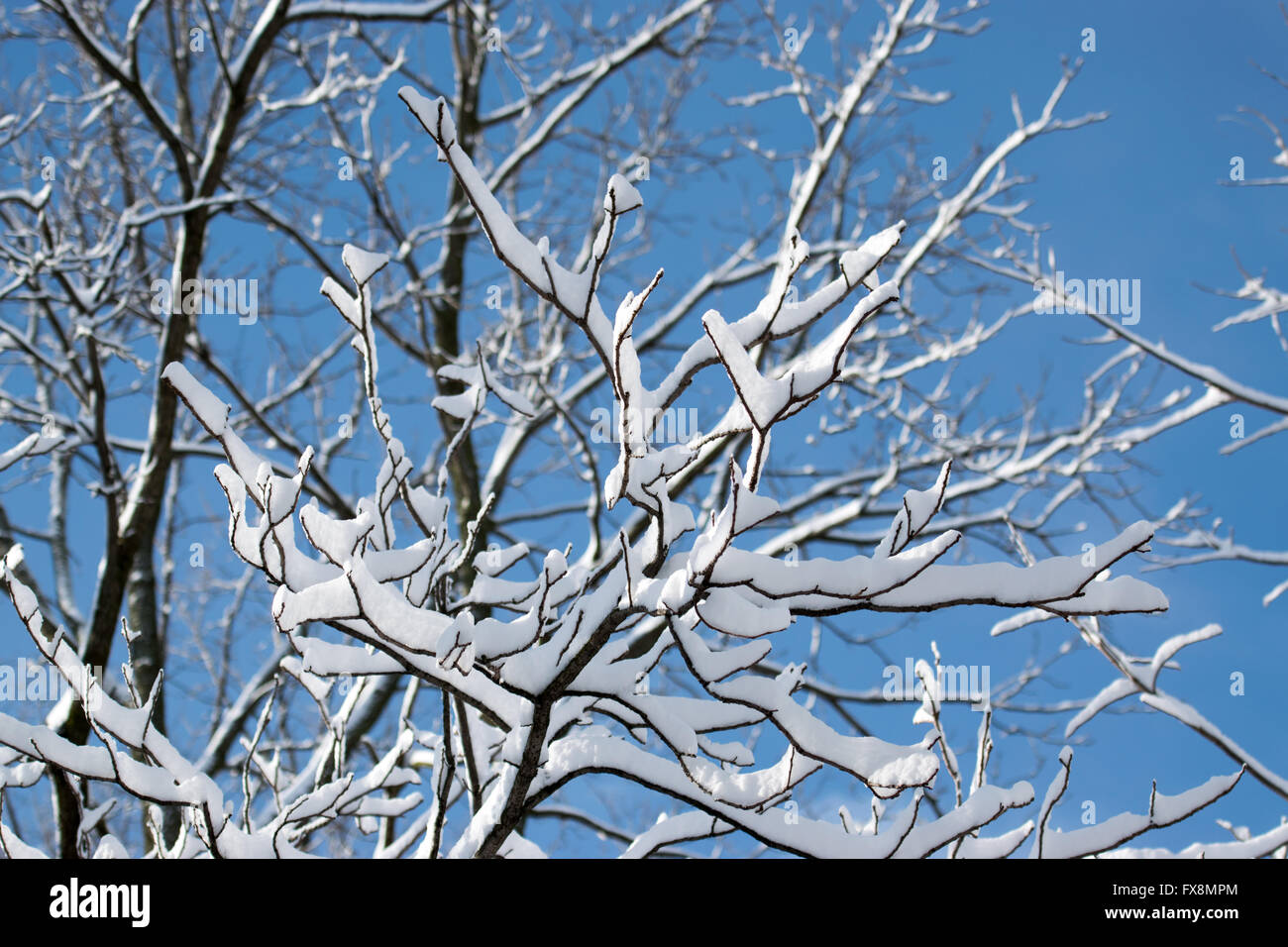 Snow on Branches Stock Photo - Alamy