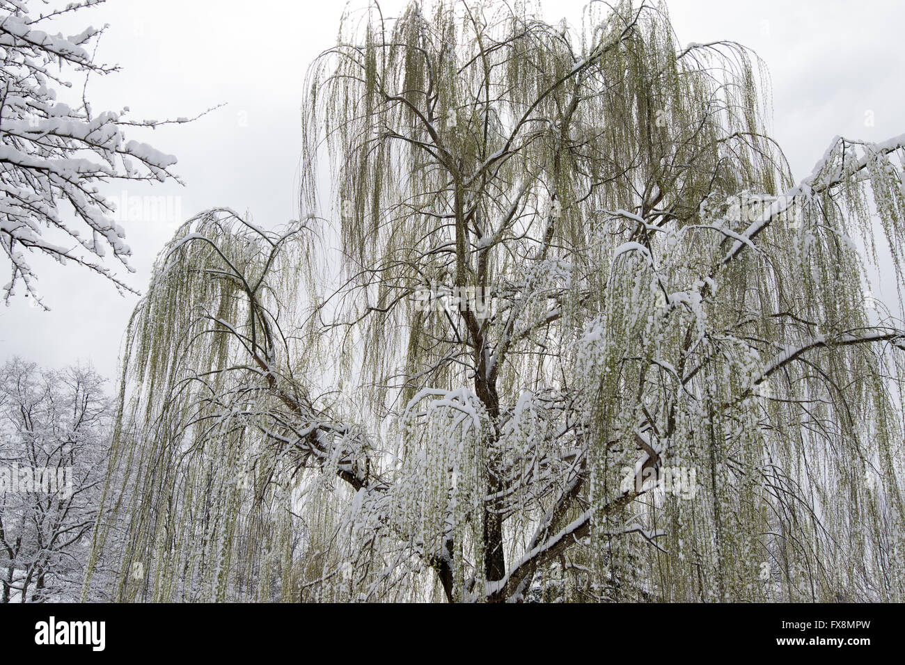 Snow Covered Willow Stock Photo - Alamy