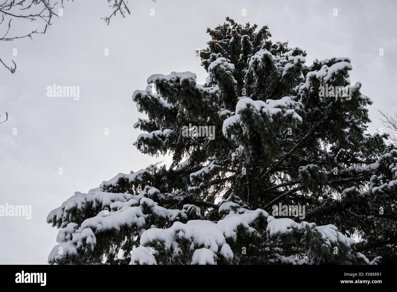 Snow pine tree hi-res stock photography and images - Alamy