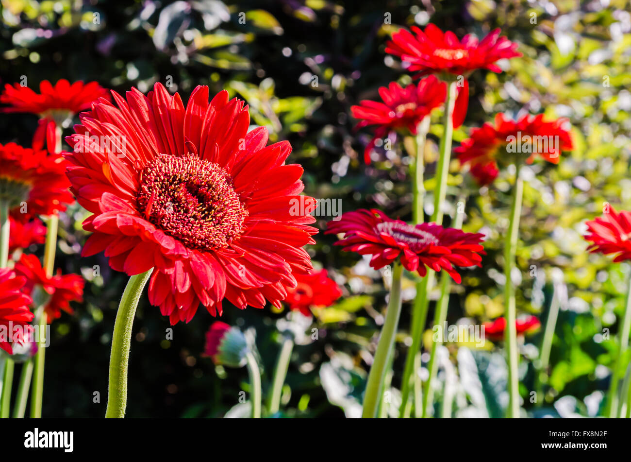 Red gerbera flower in garden Stock Photo - Alamy