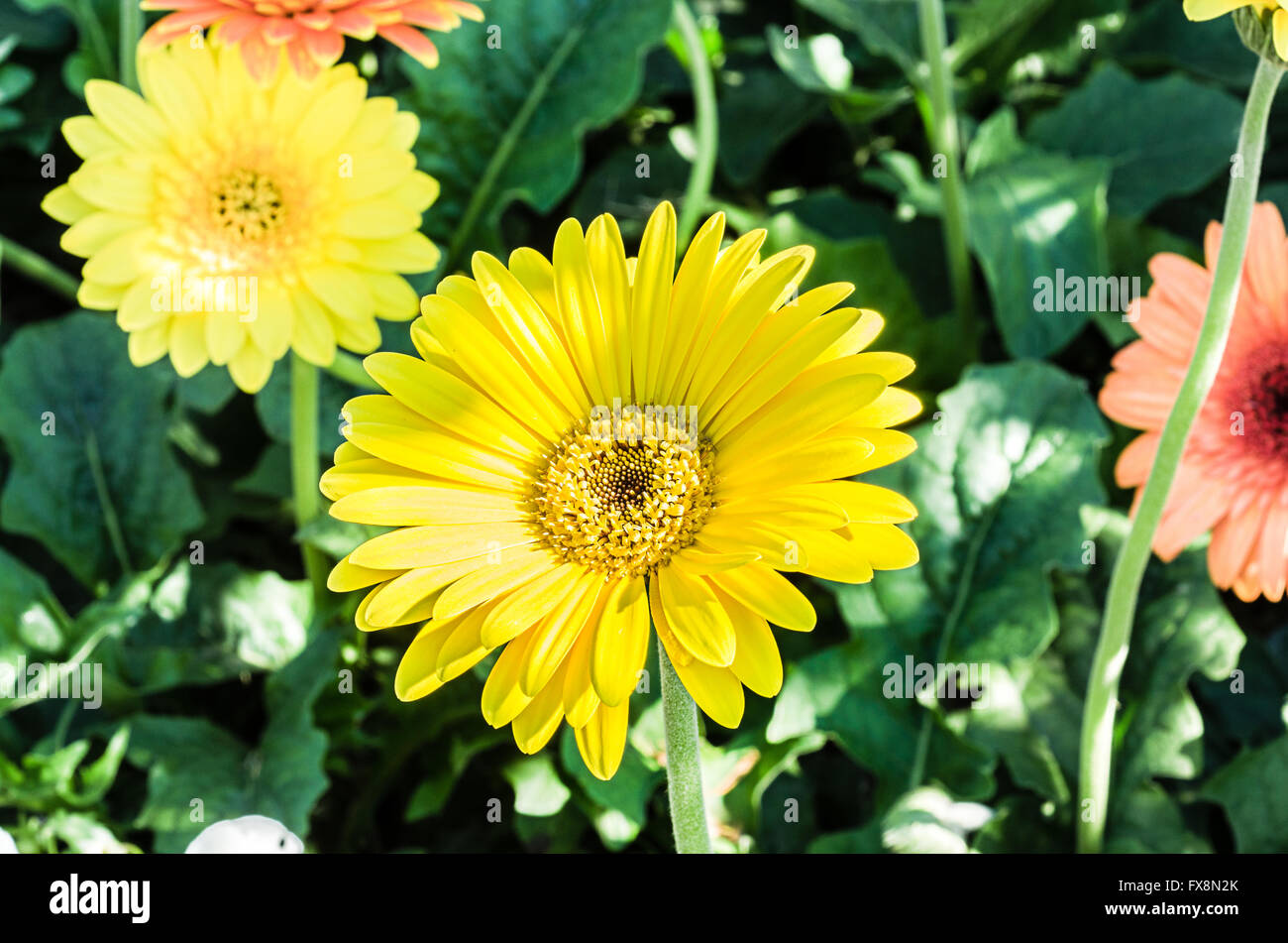 Yellow gerbera flower hi-res stock photography and images - Alamy