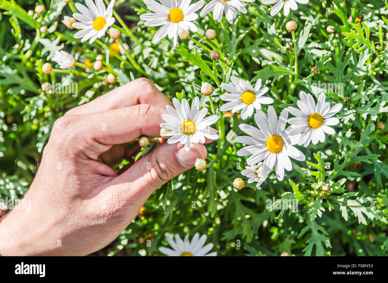 Hand hold a flower in garden Stock Photo - Alamy