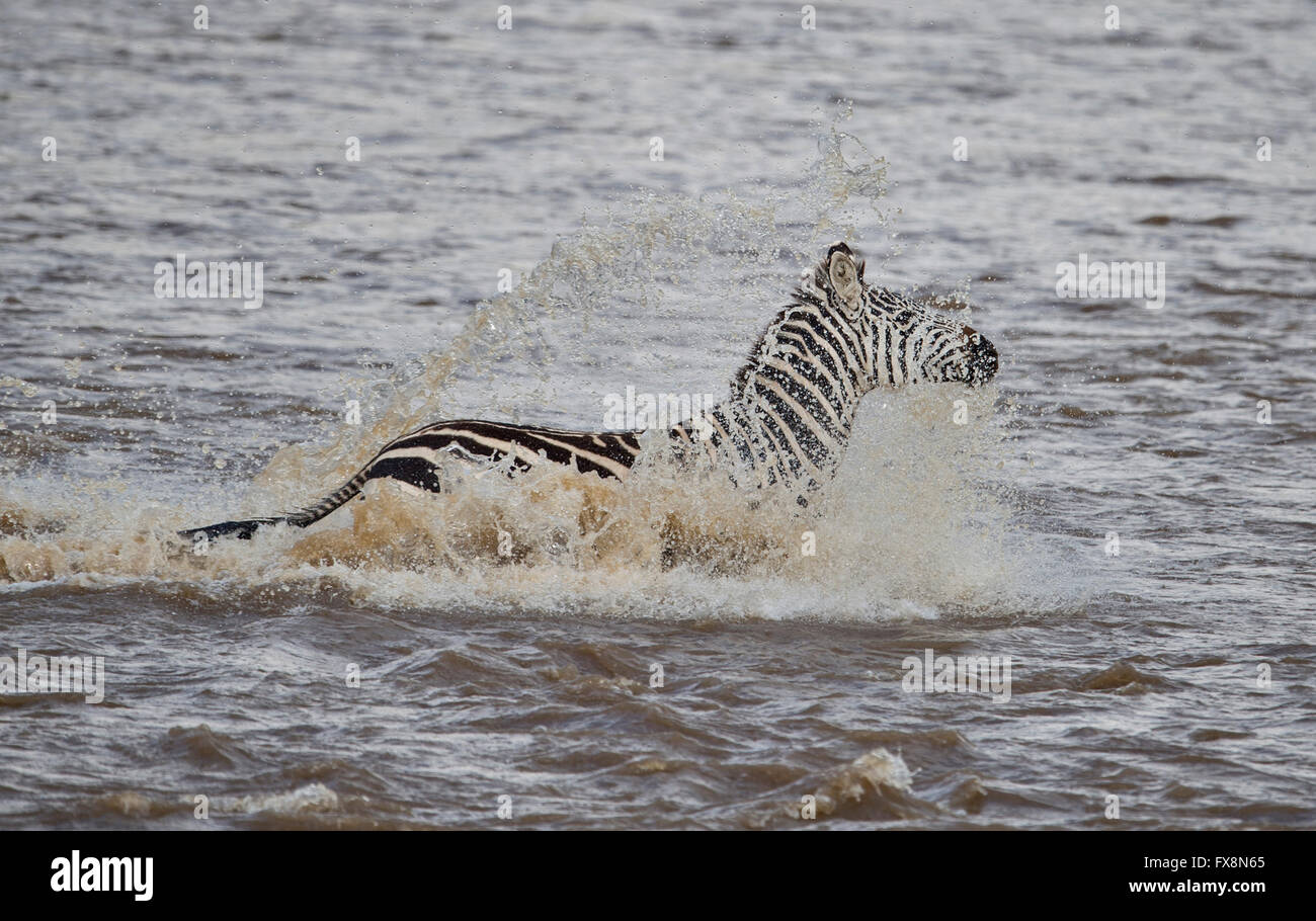 Annual migration of zebra hi-res stock photography and images - Alamy
