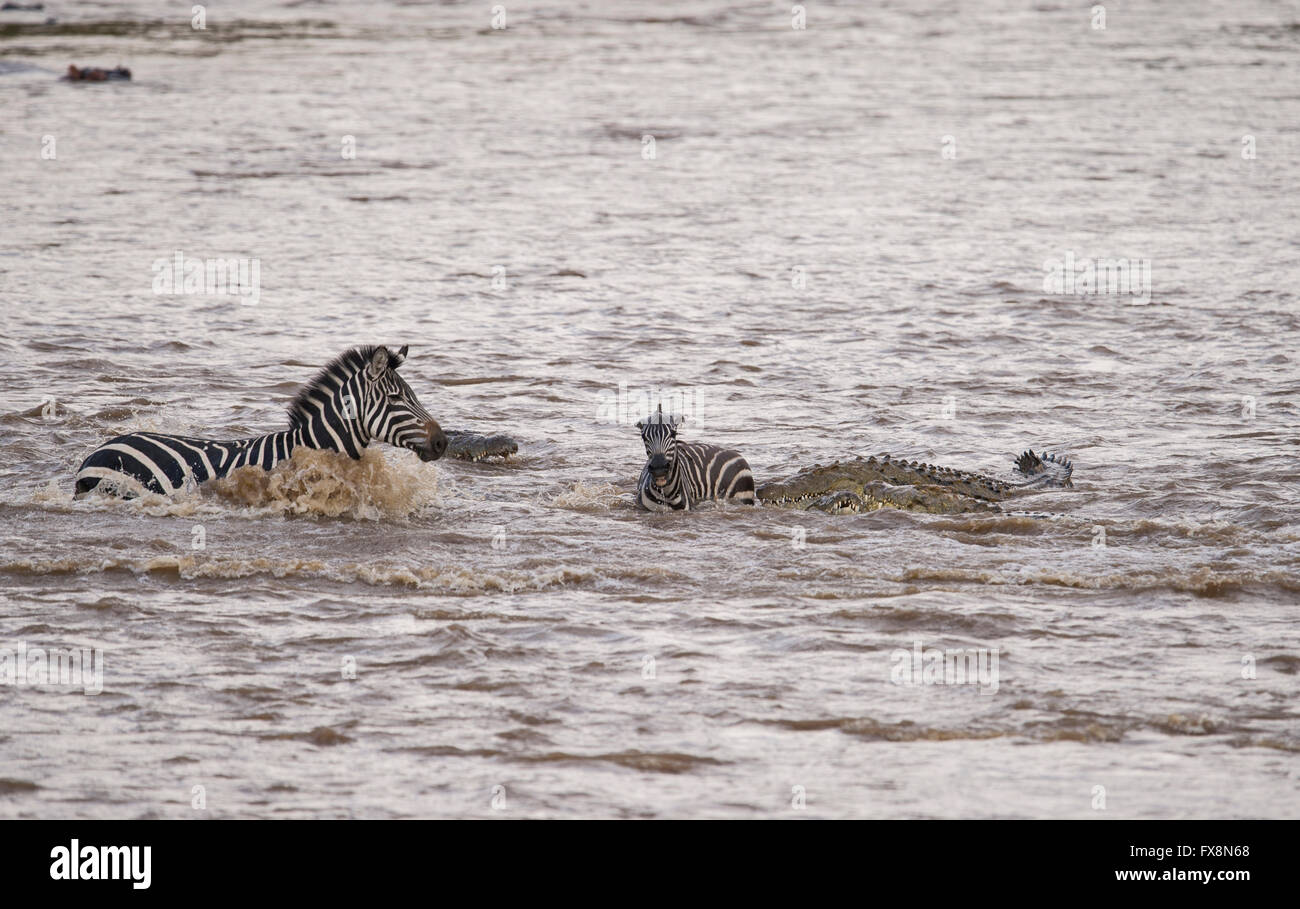 Crocodile attacking Zebras in the water while crossing the Mara River ...