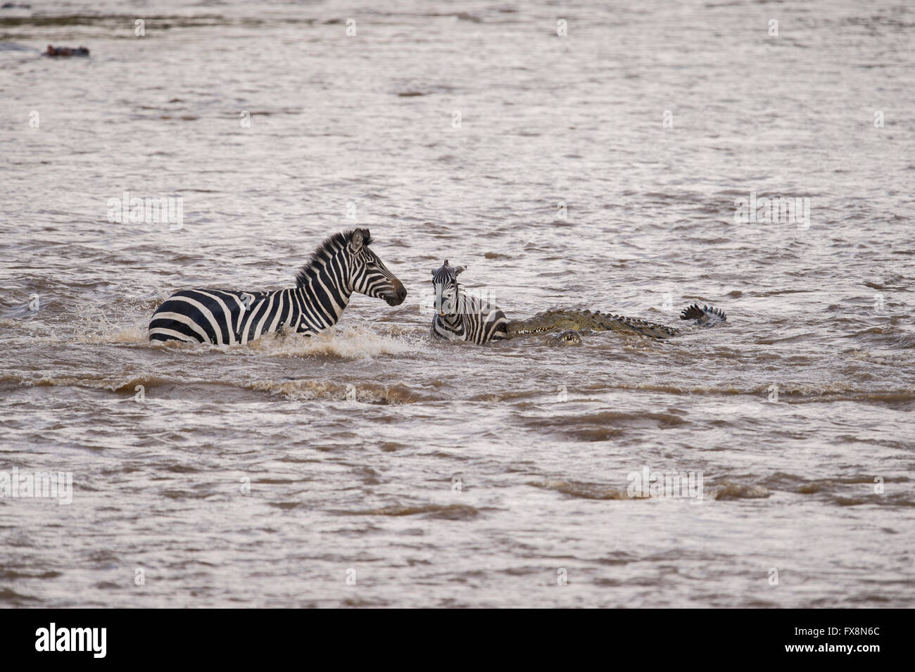 Crocodile attacking Zebras in the water while crossing the Mara River ...