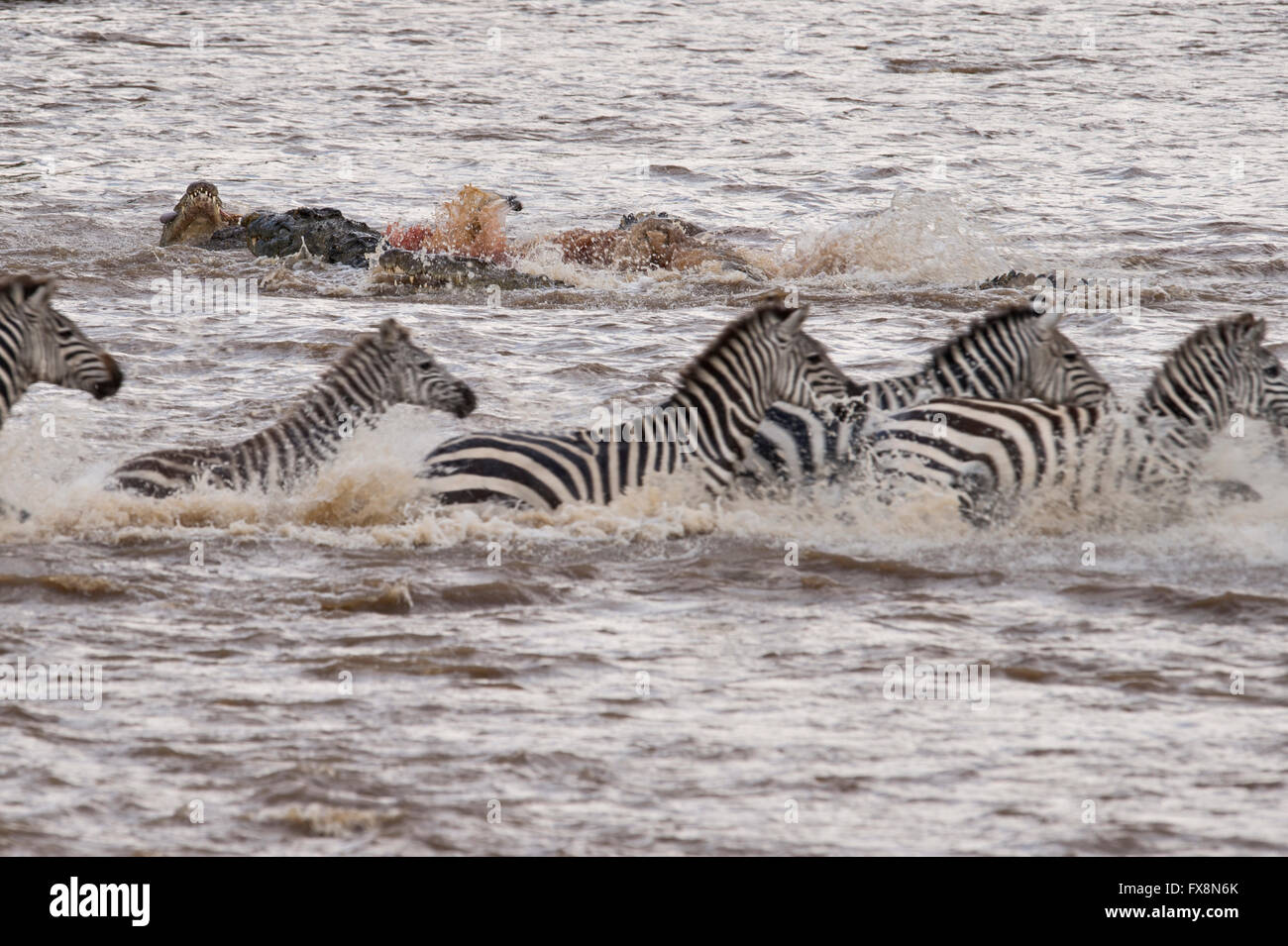 Crocodile attacking Zebras in the water while crossing the Mara River ...