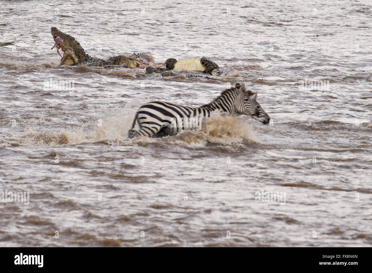 Crocodile attacking zebra mara river hi-res stock photography and ...