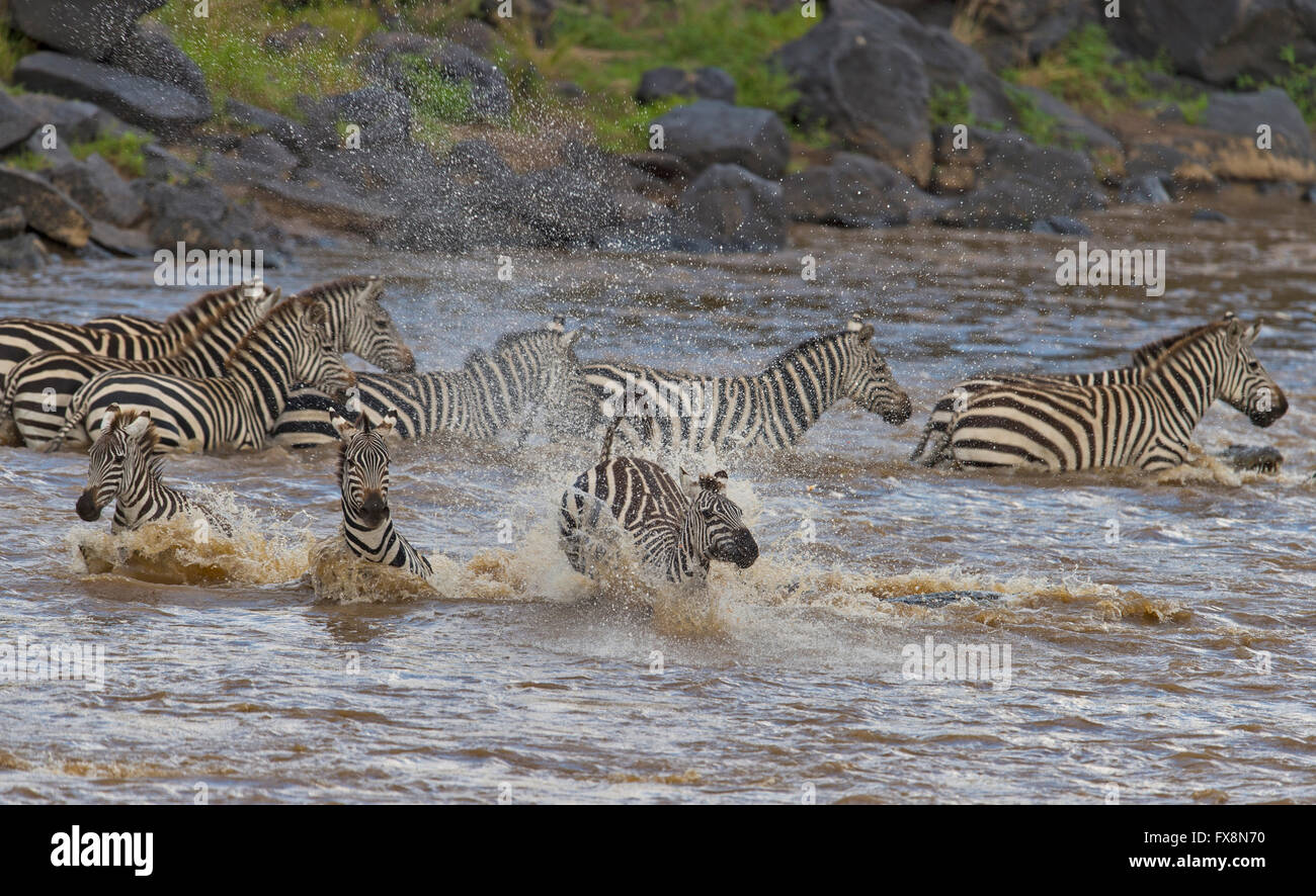 A herd of Plain Zebras crossing the Mara River during the great annual ...