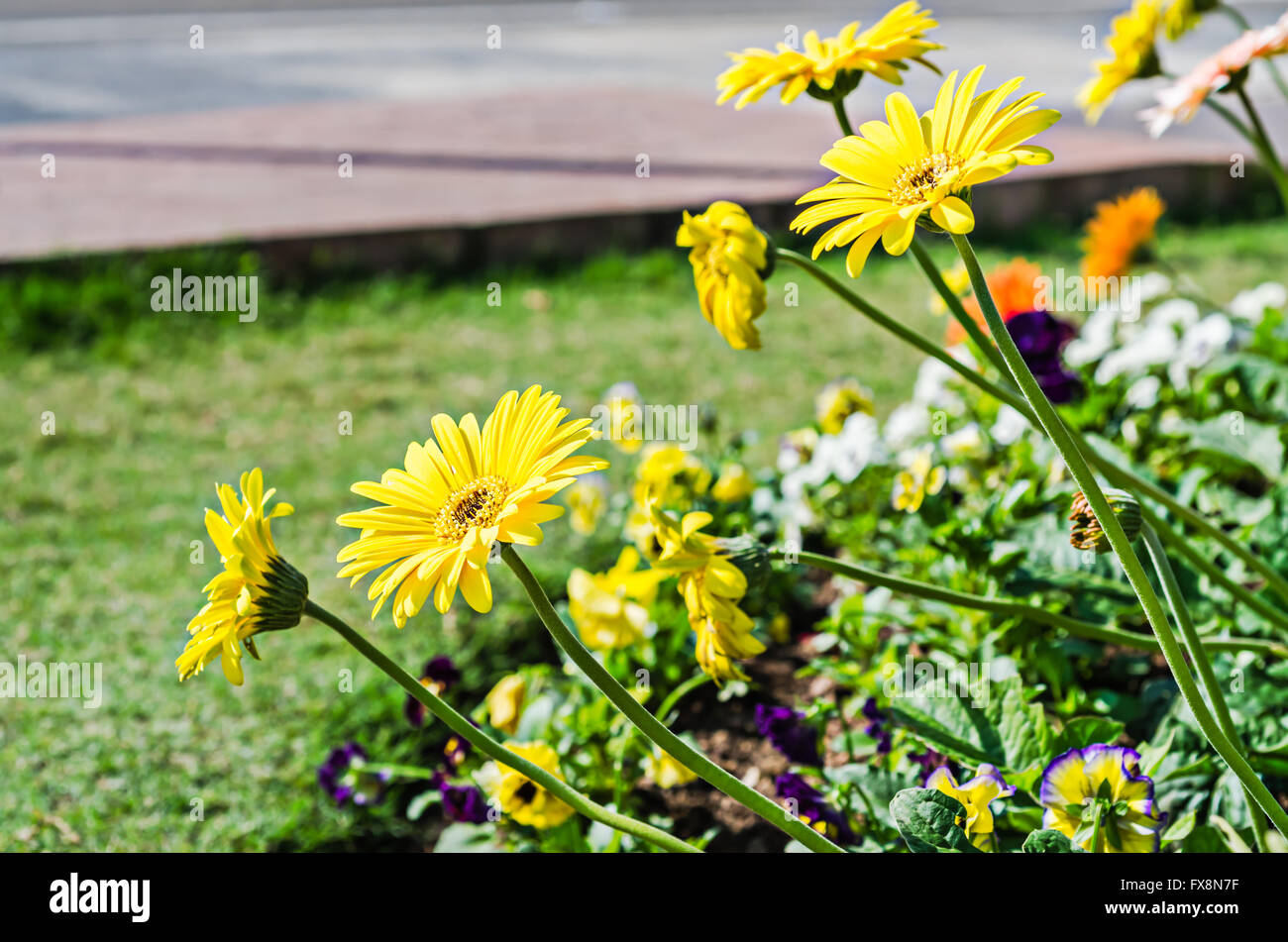 Beautiful gerbera flower in garden Stock Photo - Alamy