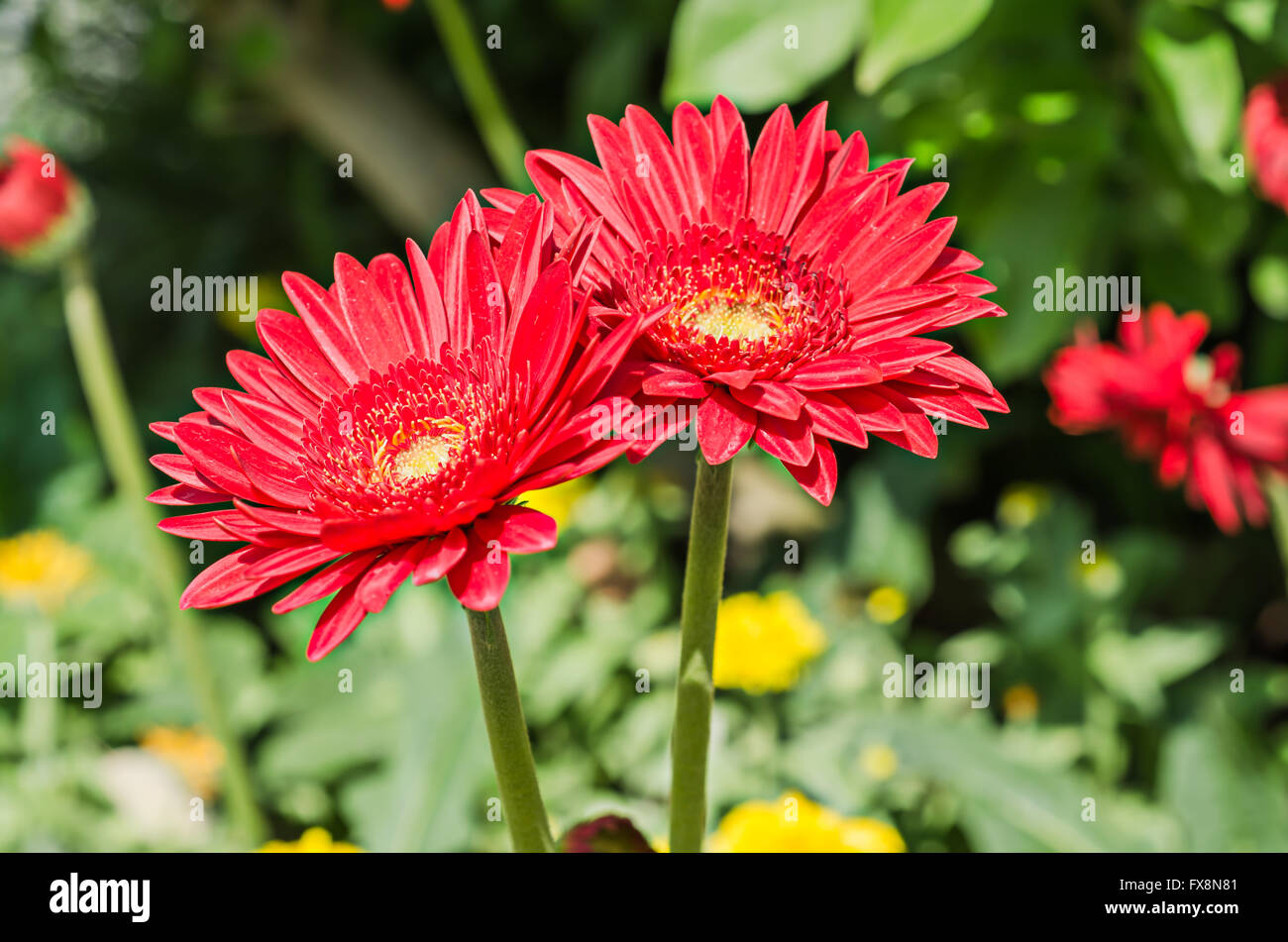 Beautiful gerbera flower in garden Stock Photo - Alamy