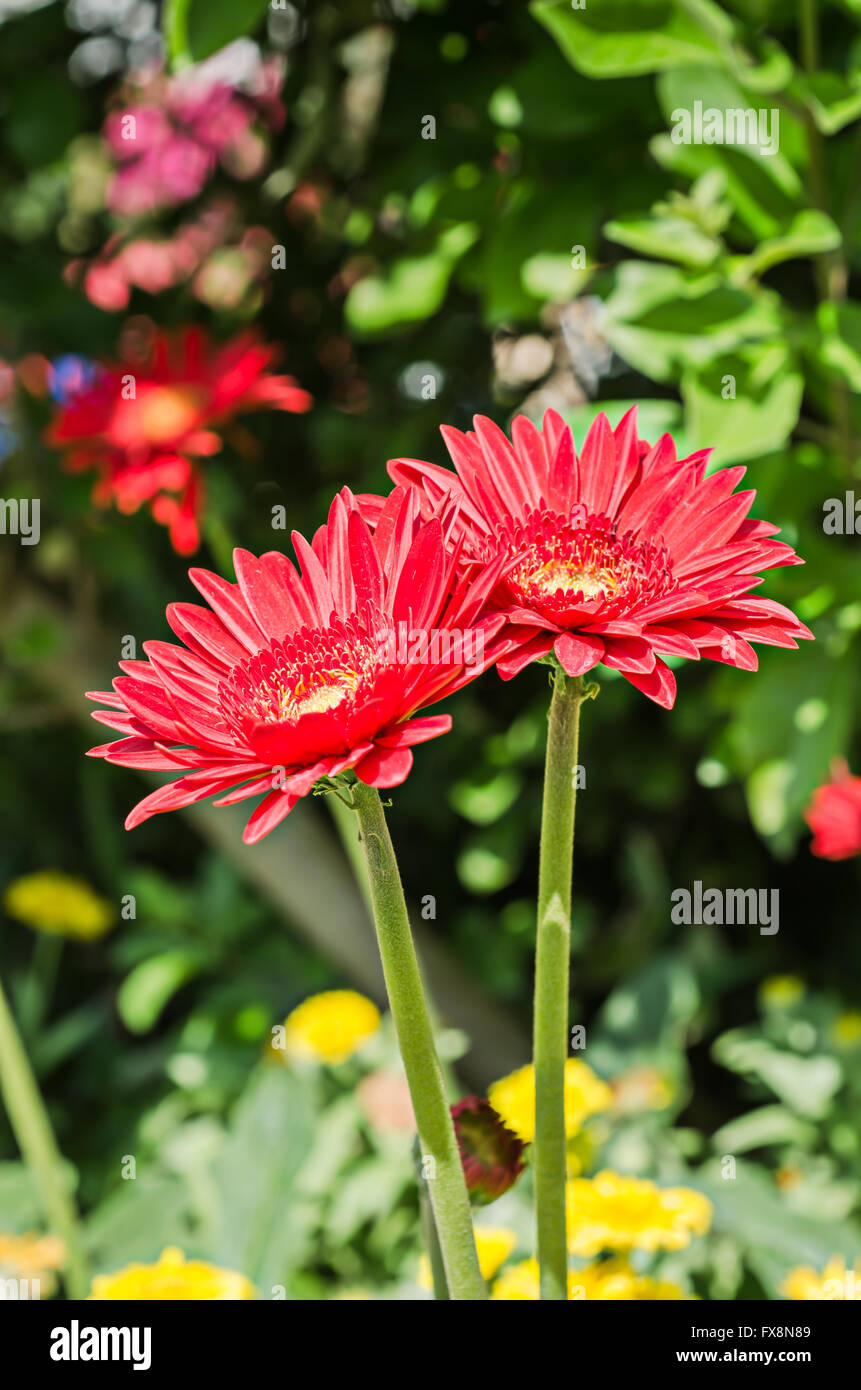 Beautiful gerbera flower in garden Stock Photo - Alamy