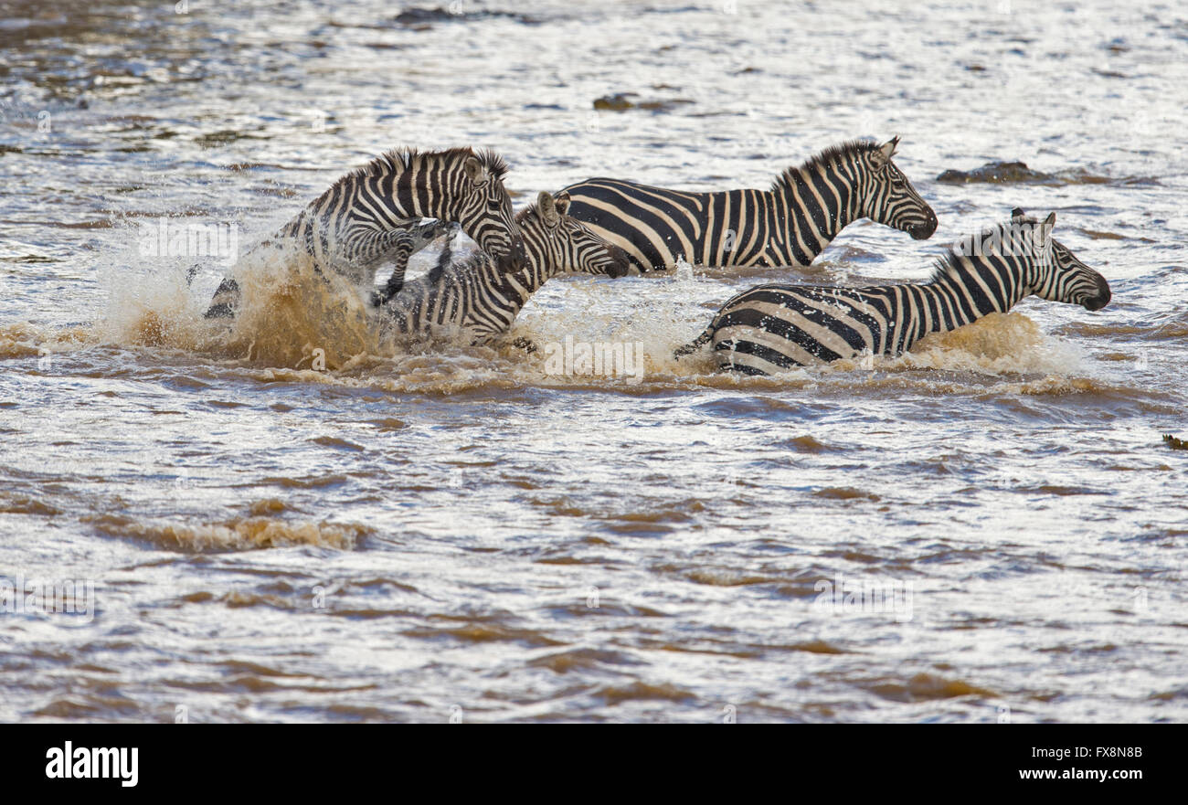A herd of Plain Zebras crossing the Mara River during the great annual ...