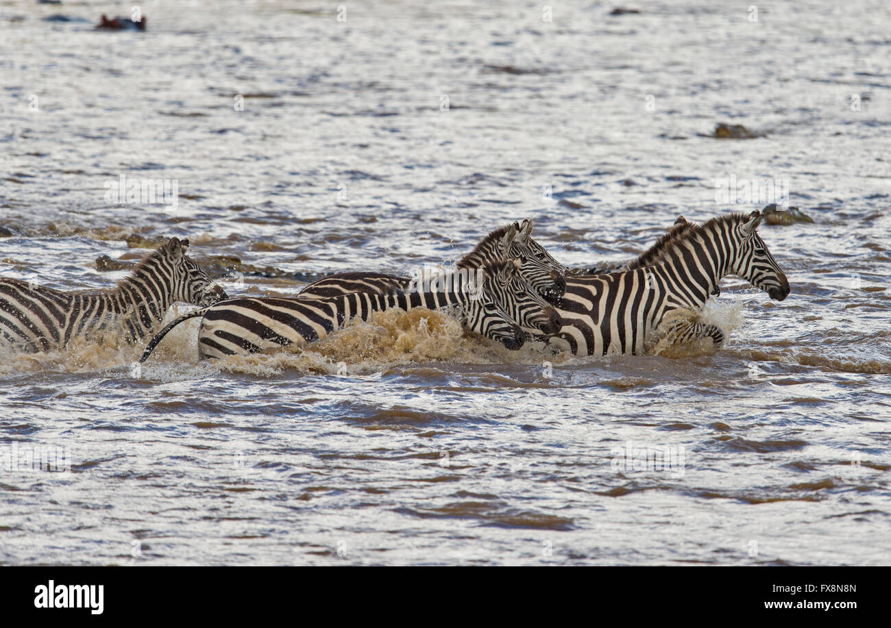 A herd of Plain Zebras crossing the Mara River during the great annual ...