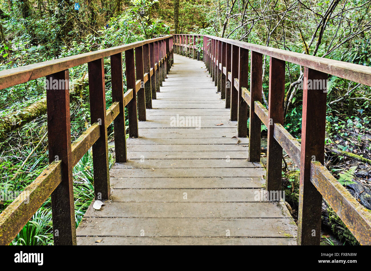 Wooden walking way in hill evergreen forest Stock Photo - Alamy