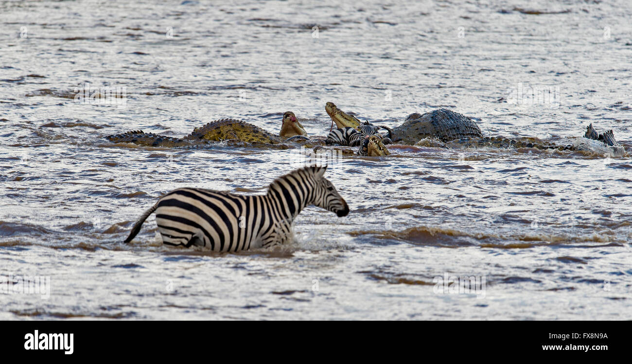 Crocodile attacking Zebras in the water while crossing the Mara River ...