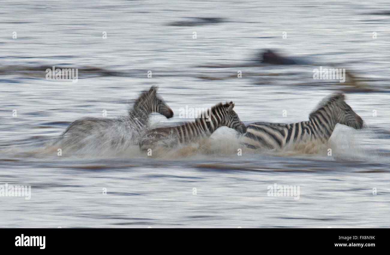 A herd of Plain Zebras crossing the Mara River during the great annual ...