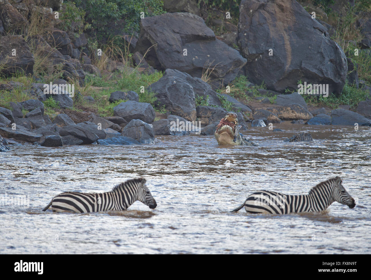 Crocodile Attack Zebra High Resolution Stock Photography and Images - Alamy