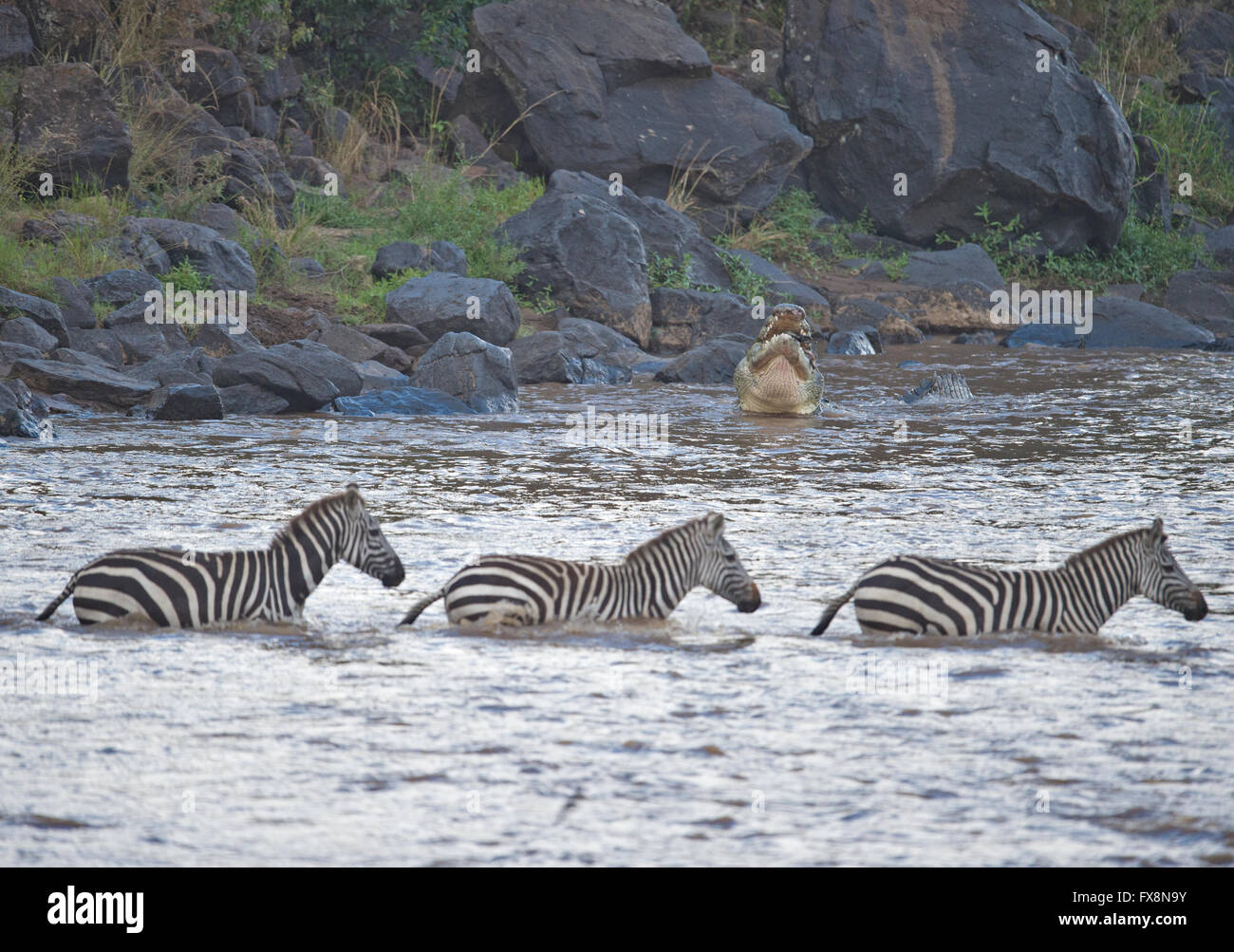 Crocodile attacking Zebras in the water while crossing the Mara River ...