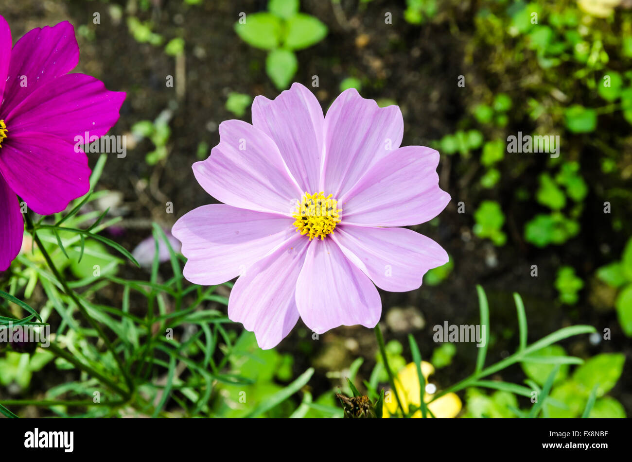 Close up beautiful flower in garden Stock Photo - Alamy