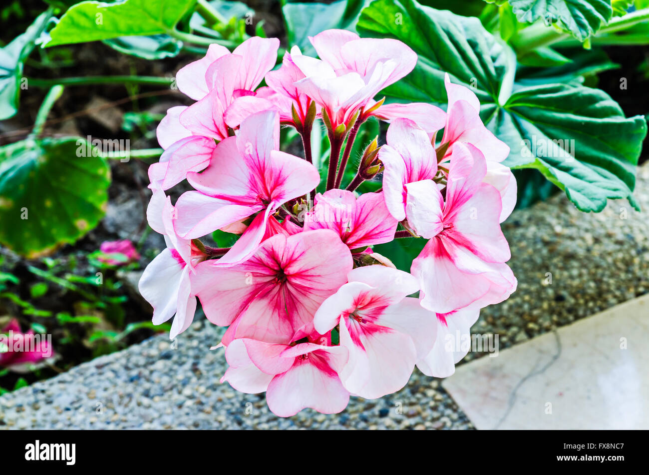 Close up beautiful flower in garden Stock Photo - Alamy