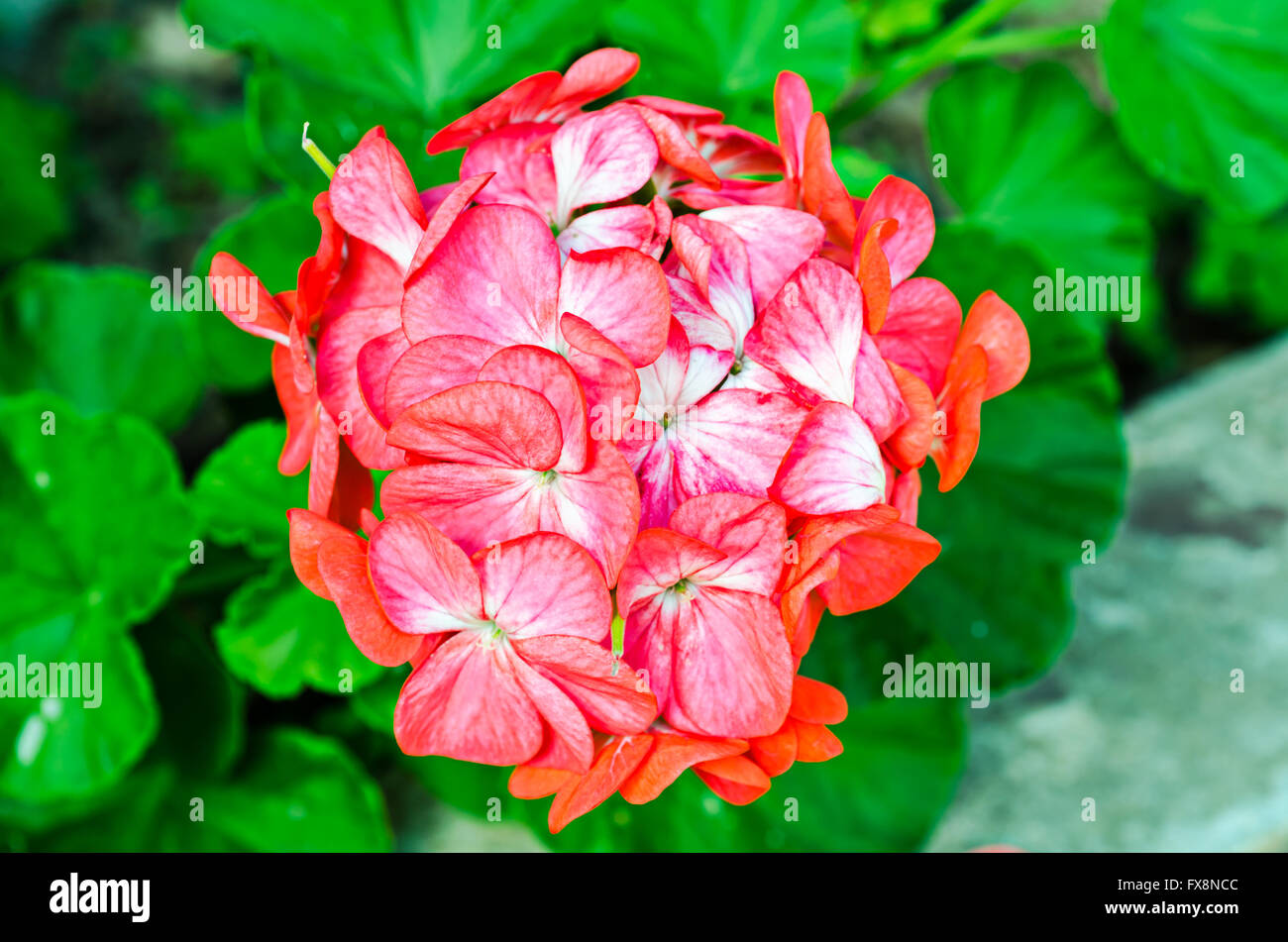 Close up beautiful flower in garden Stock Photo - Alamy