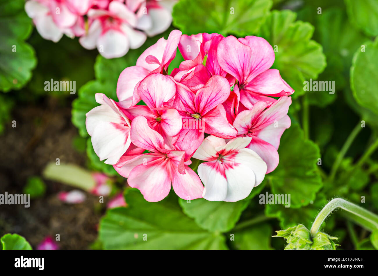 Close up beautiful flower in garden Stock Photo - Alamy