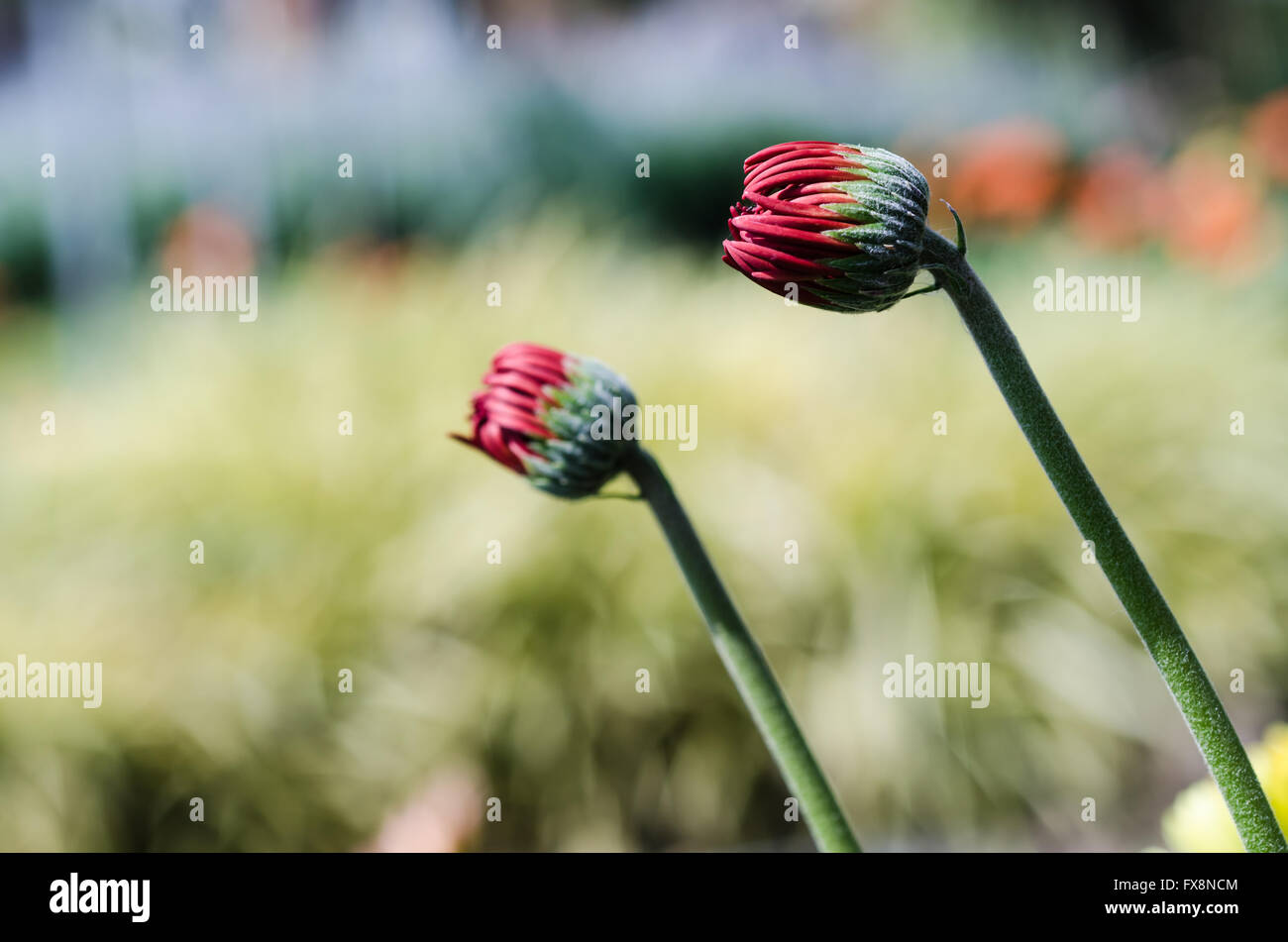 Close up of a gerbera flower bud Stock Photo - Alamy