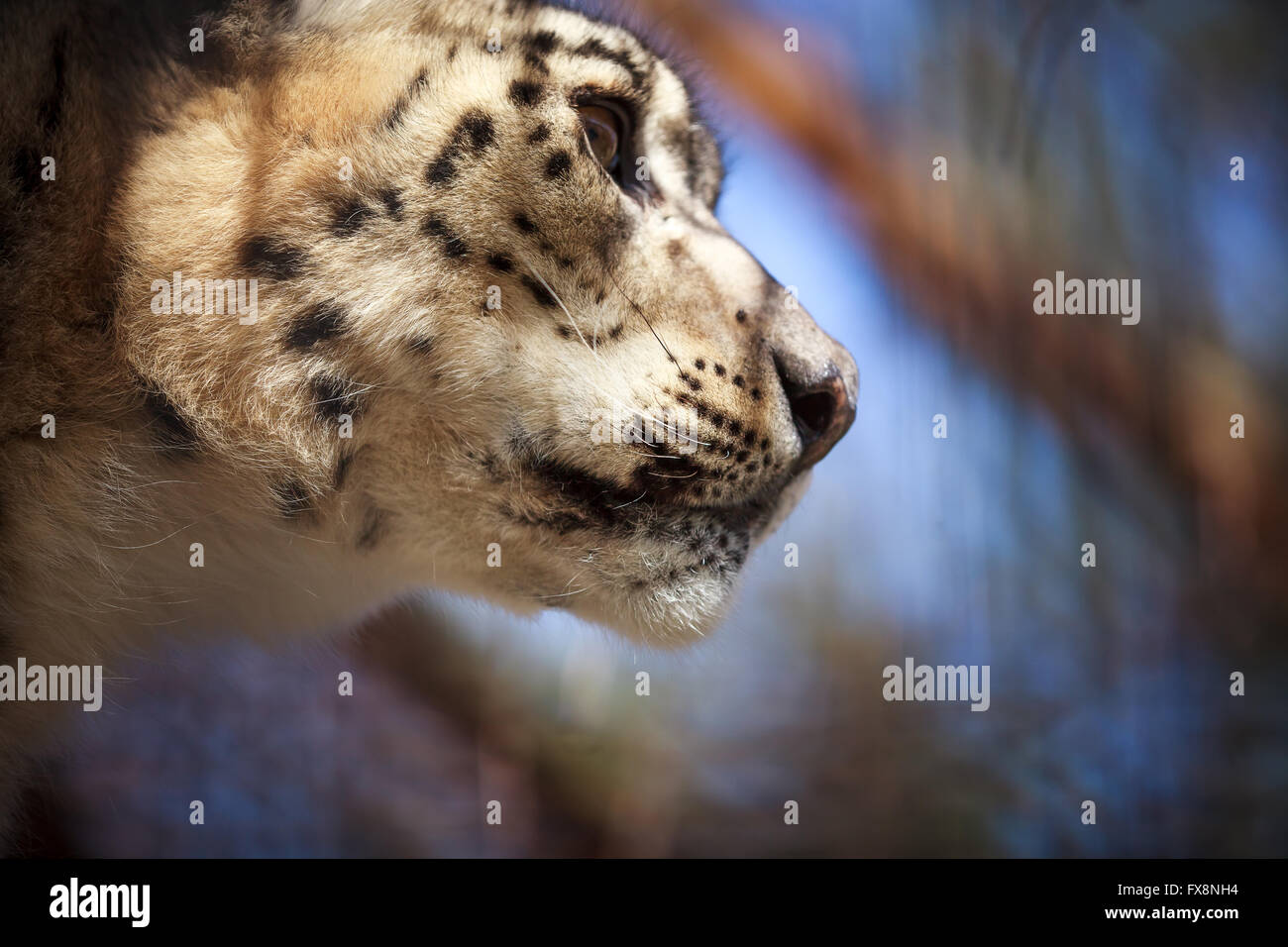 Closeup Profile Snow Leopard Face High Resolution Stock Photography and ...