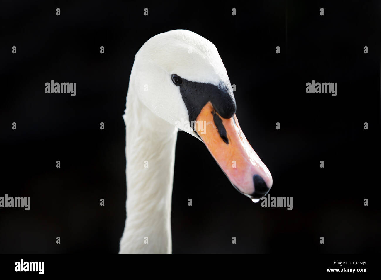 Portrait of a swan close up at winter time Stock Photo - Alamy