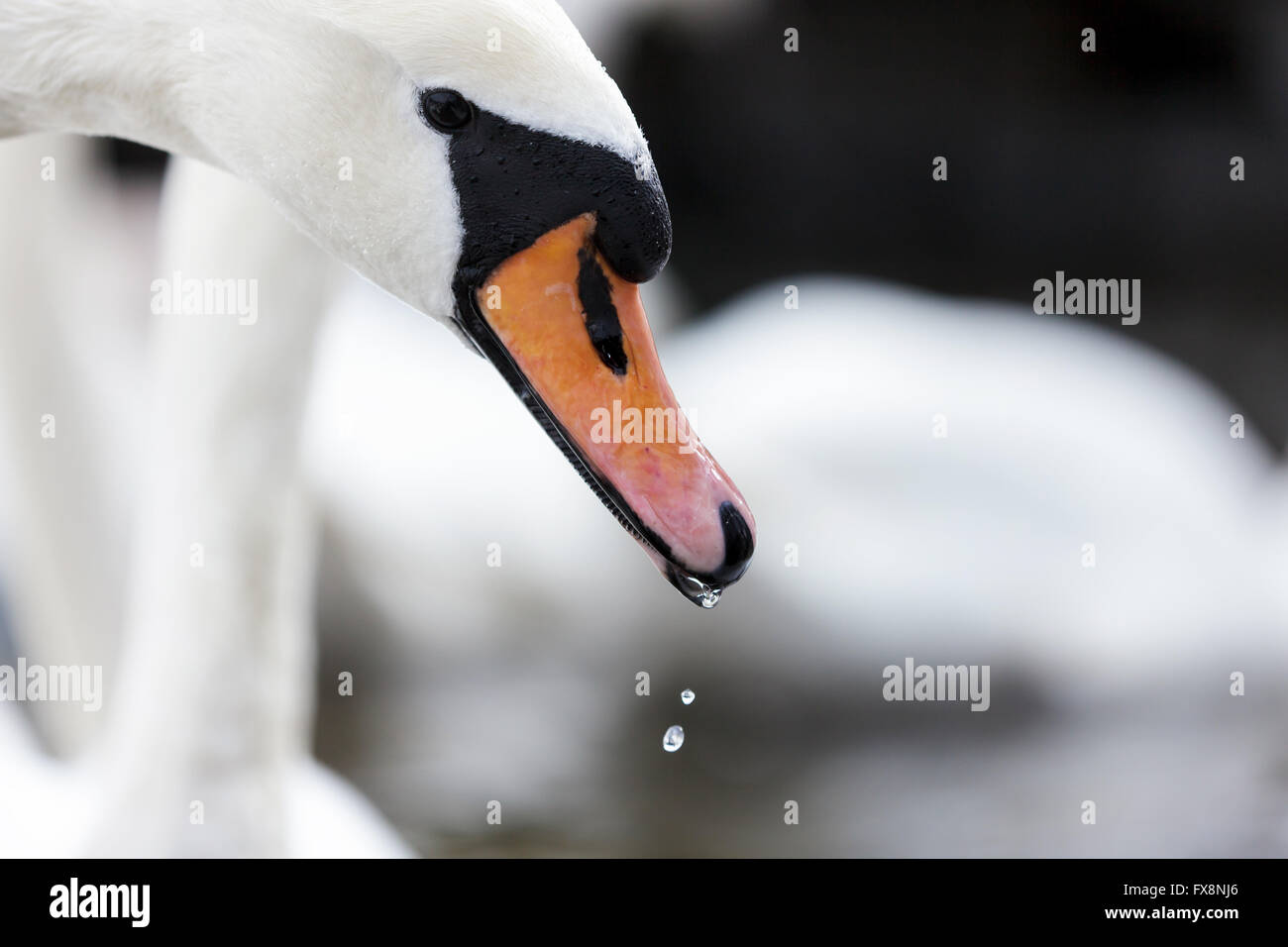 Portrait of a swan close up at winter time Stock Photo - Alamy