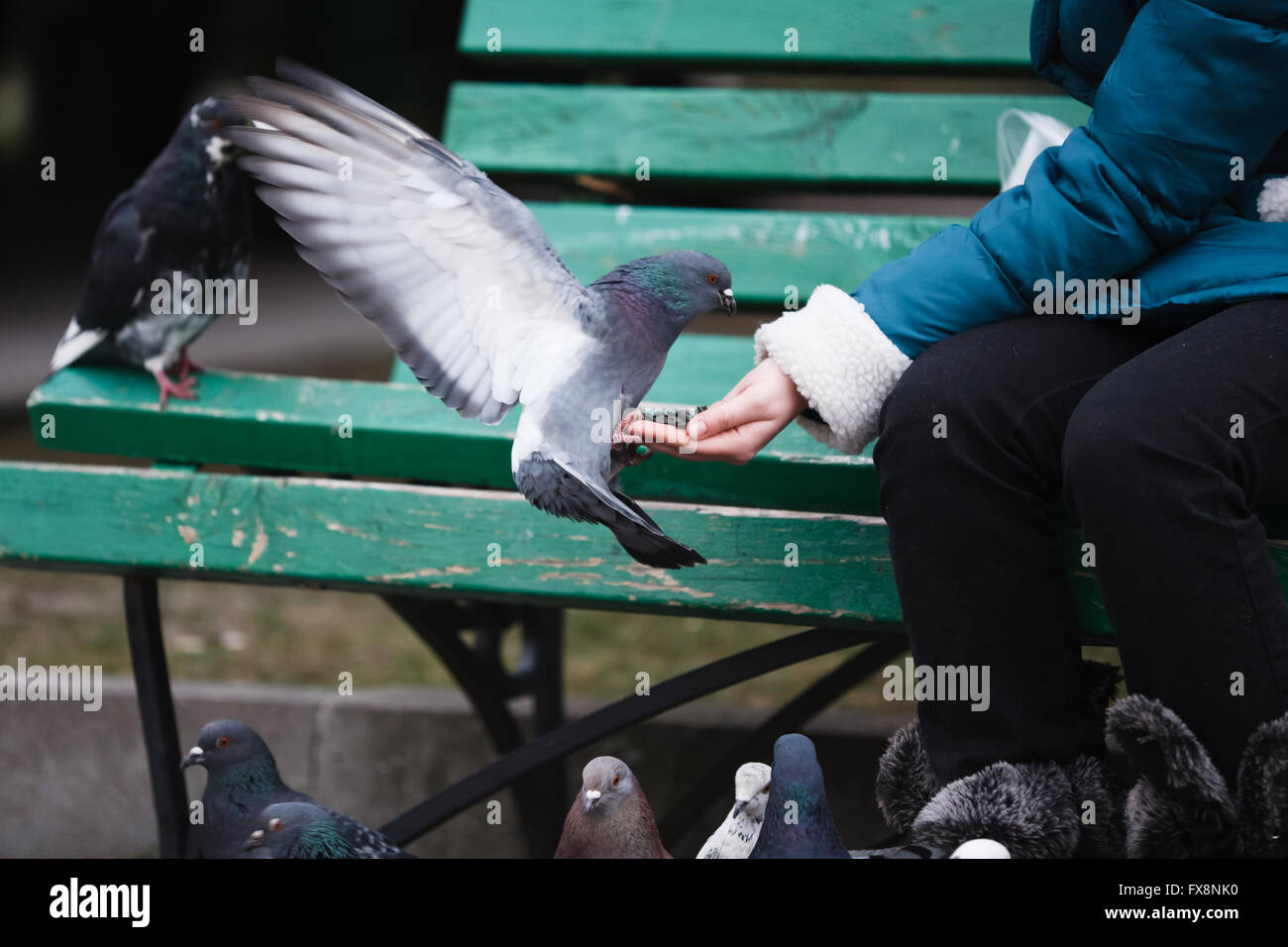 Girl feeding doves sunflower seeds on the bench Stock Photo - Alamy