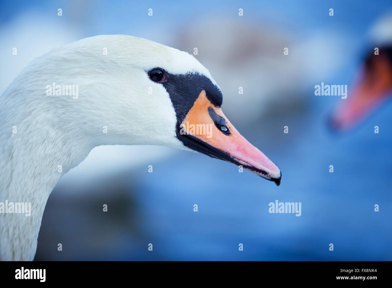 Portrait of a swan close up on a blue background Stock Photo - Alamy