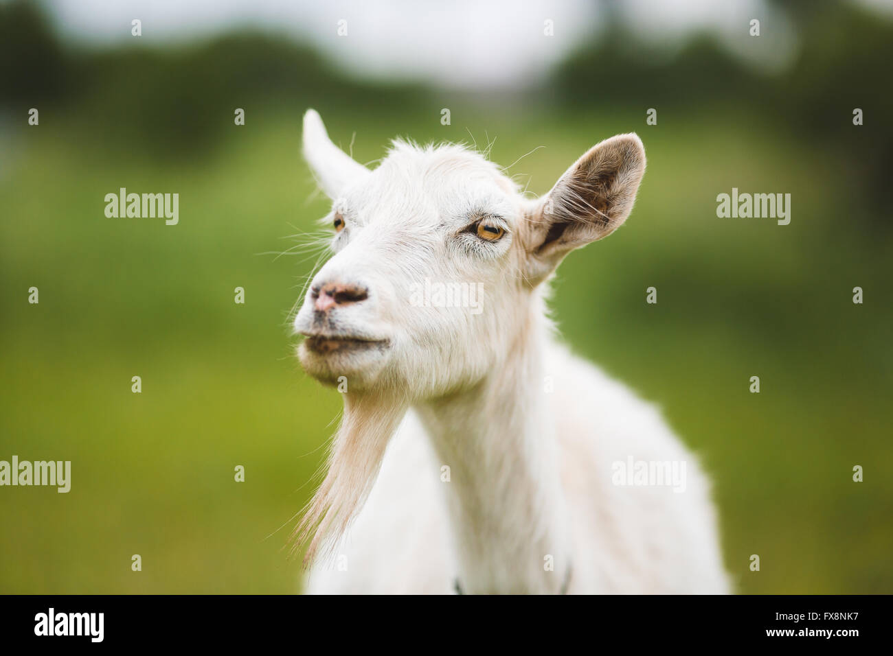 Goat portrait on farm hi-res stock photography and images - Alamy