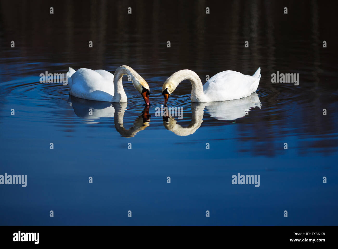 Two white swans swimming in a blue water Stock Photo - Alamy
