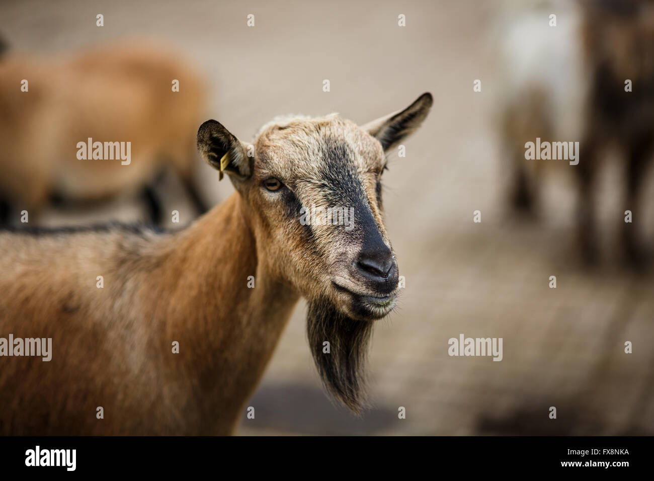 Close-up portrait of goat on the grey background Stock Photo - Alamy